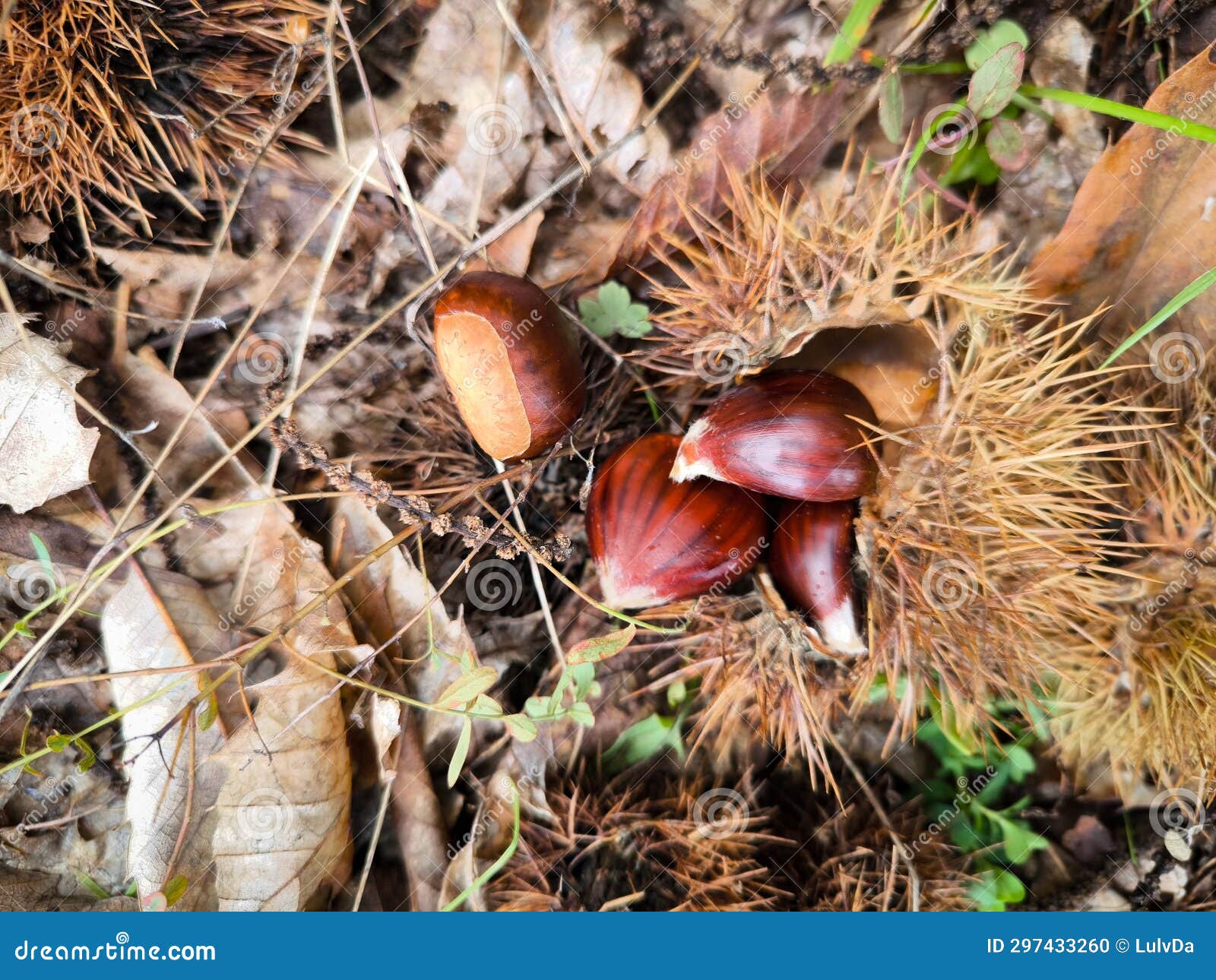 Ripe Chestnuts on the Ground Stock Photo - Image of flower, mushroom ...