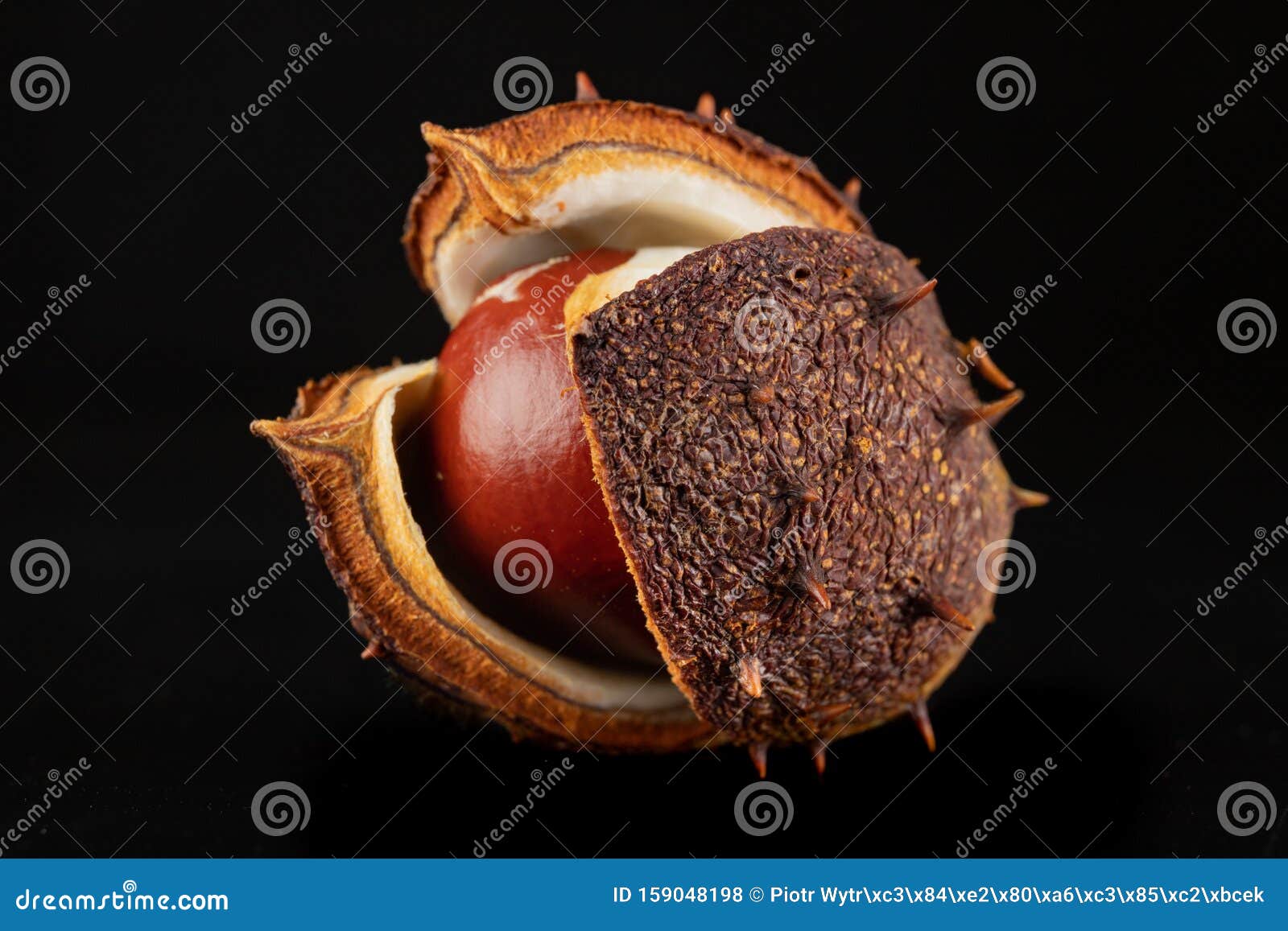 Ripe Chestnuts in Shell on a Dark Table. Chestnut Tree Fruit Stock ...