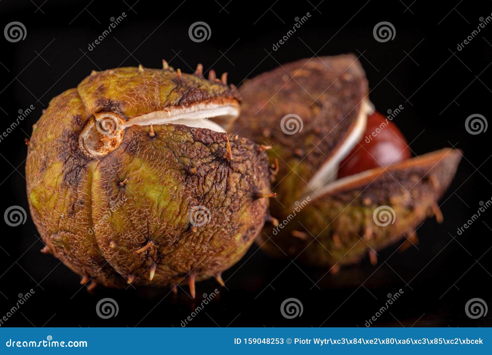 Ripe Chestnuts in Shell on a Dark Table. Chestnut Tree Fruit Stock ...