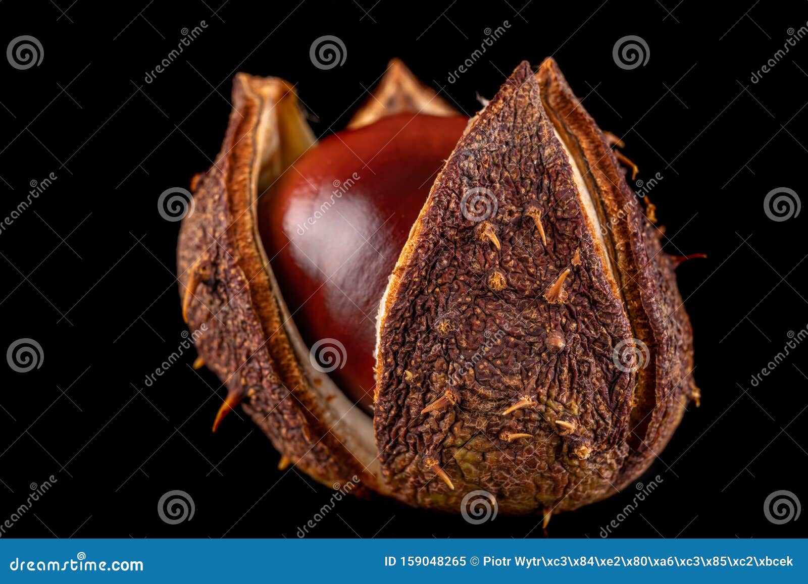 Ripe Chestnuts in Shell on a Dark Table. Chestnut Tree Fruit Stock ...