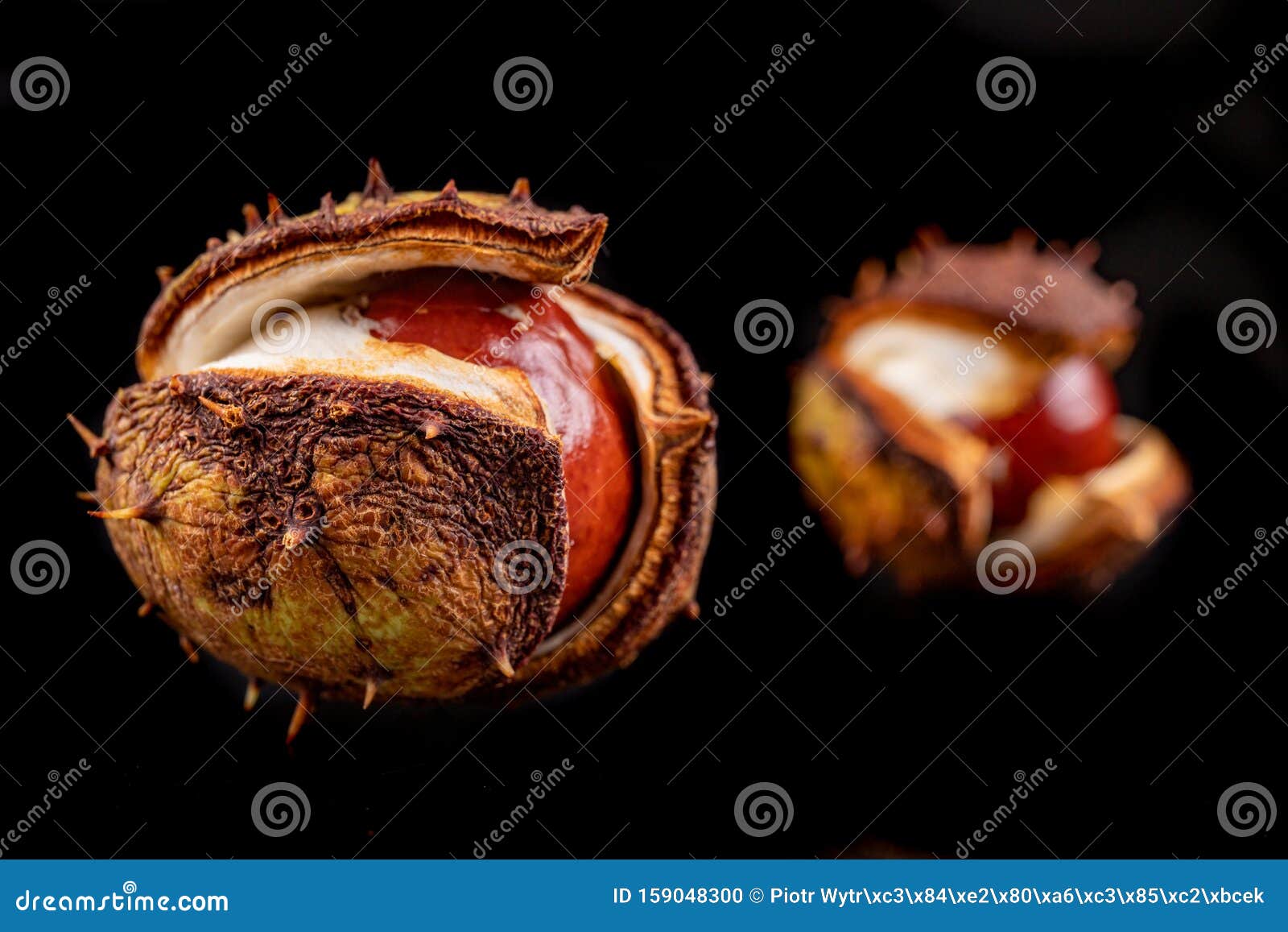 Ripe Chestnuts in Shell on a Dark Table. Chestnut Tree Fruit Stock ...