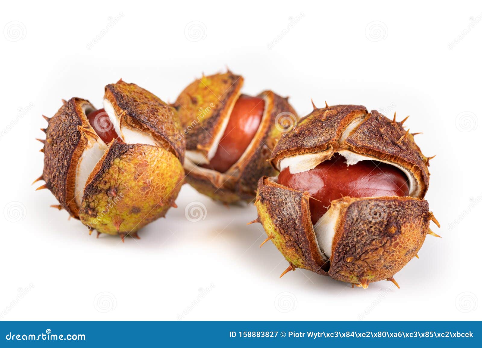 Ripe Chestnuts in Shell on the Table. Chestnut Tree Fruit Stock Image ...
