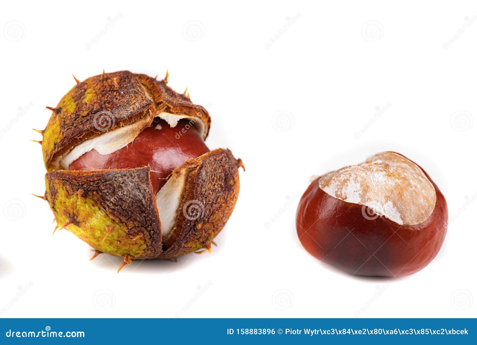 Ripe Chestnuts in Shell on the Table. Chestnut Tree Fruit Stock Photo ...