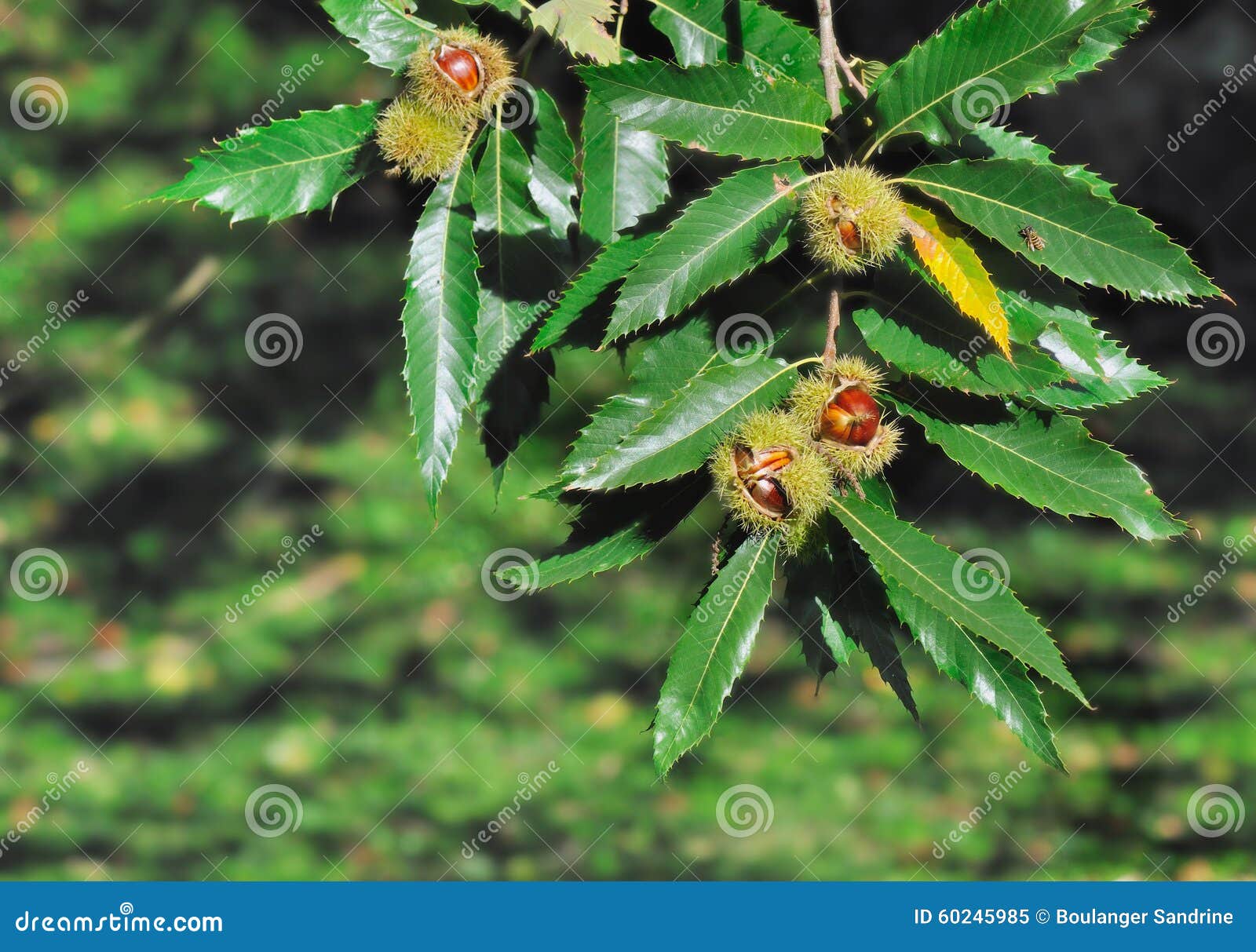 Ripe chestnuts in the tree stock image. Image of tree - 60245985