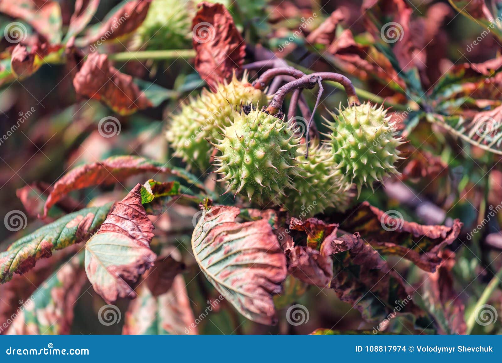 Ripe chestnuts on a tree stock photo. Image of green - 108817974
