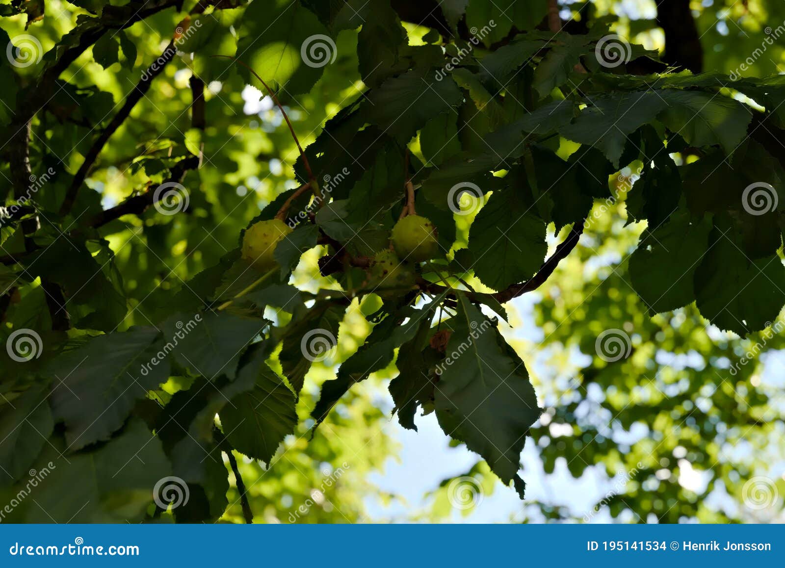 Ripe chestnuts in the tree stock photo. Image of healing - 195141534