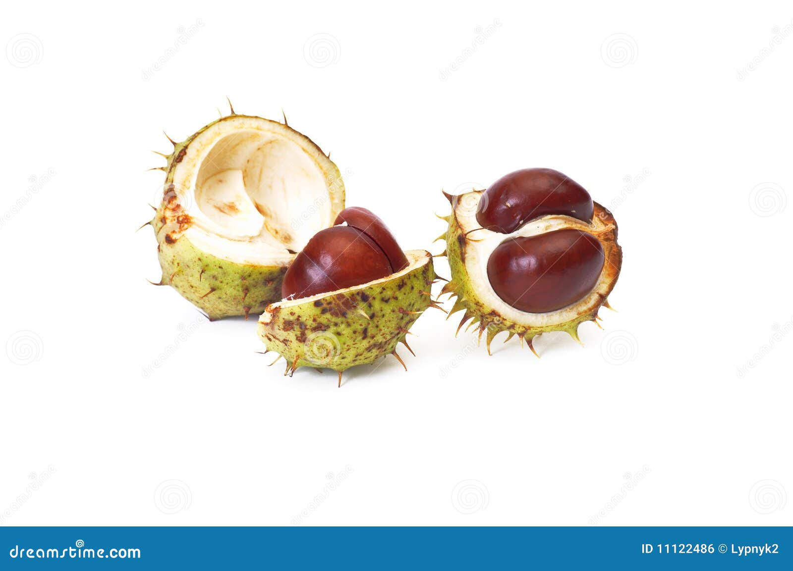Ripe chestnuts on a white. stock photo. Image of rind - 11122486