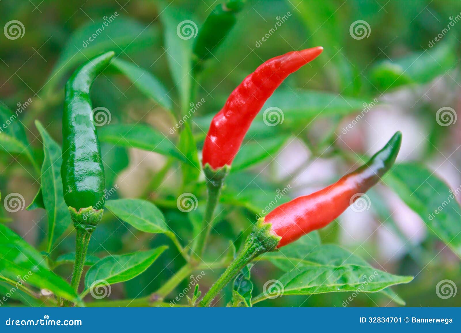 Ripe Chili Peppers on a Tree Stock Image - Image of growing, capsicum ...