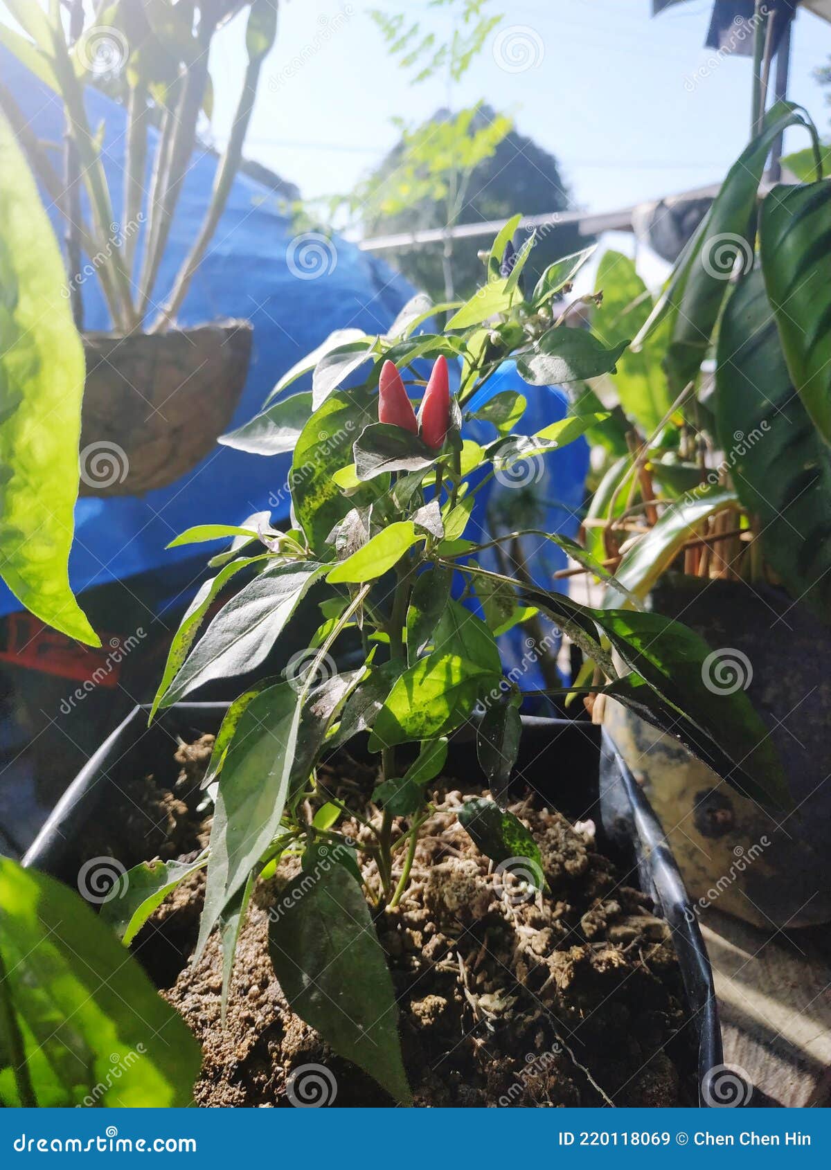 Ripe chilli plants stock image. Image of chilli, green - 220118069