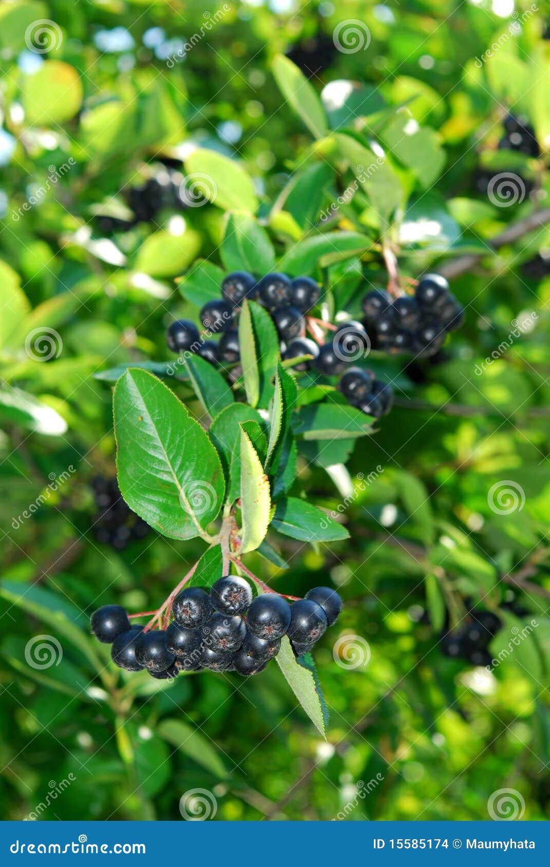 Ripe chokeberries stock photo. Image of flora, shrub - 15585174
