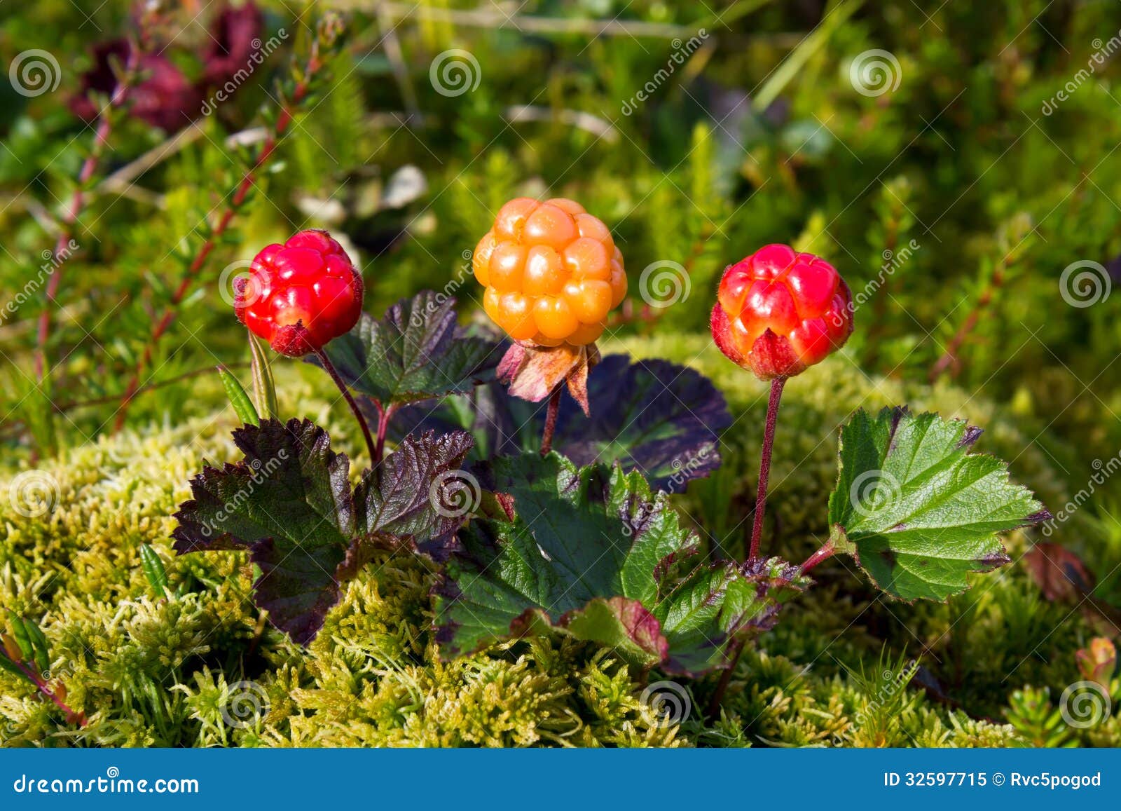 Rubus Chamaemorus. Flowering Cloudberry Day In July On The Yamal ...