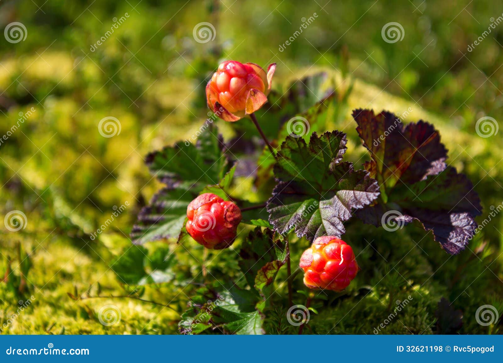 Ripe Cloudberry (Rubus Chamaemorus) Stock Photo - Image of flora ...
