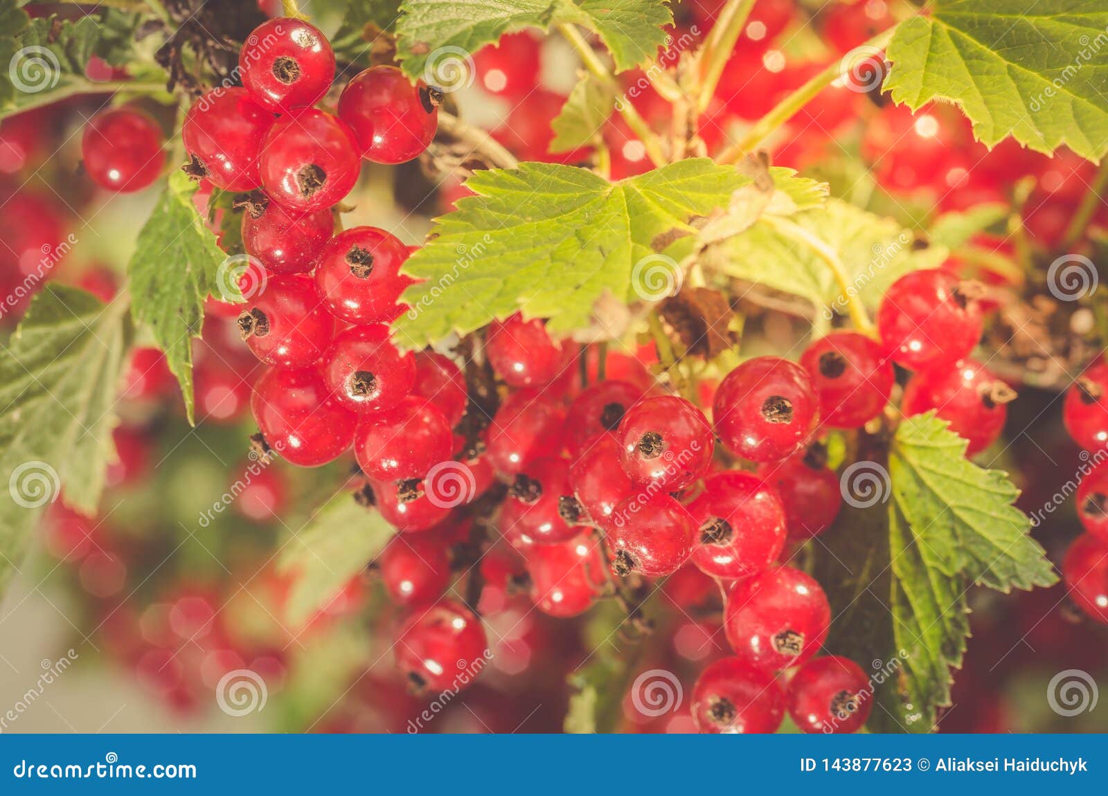 Ripe Cluster of Red Currant/ripe Red Currant Grows in a Garden on ...