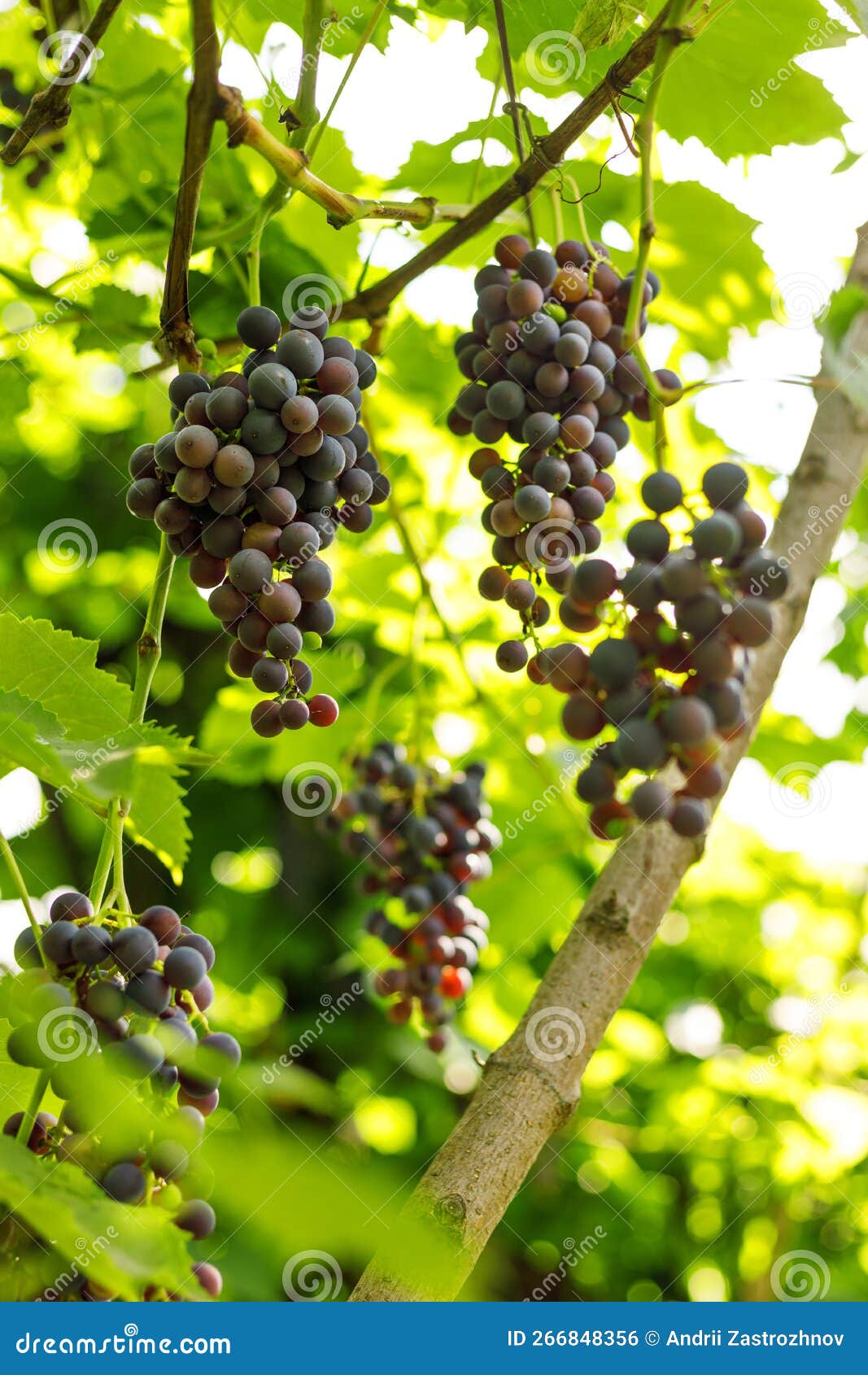 Ripe Clusters of Blue Wine Grapes on a Bush Stock Photo - Image of ...