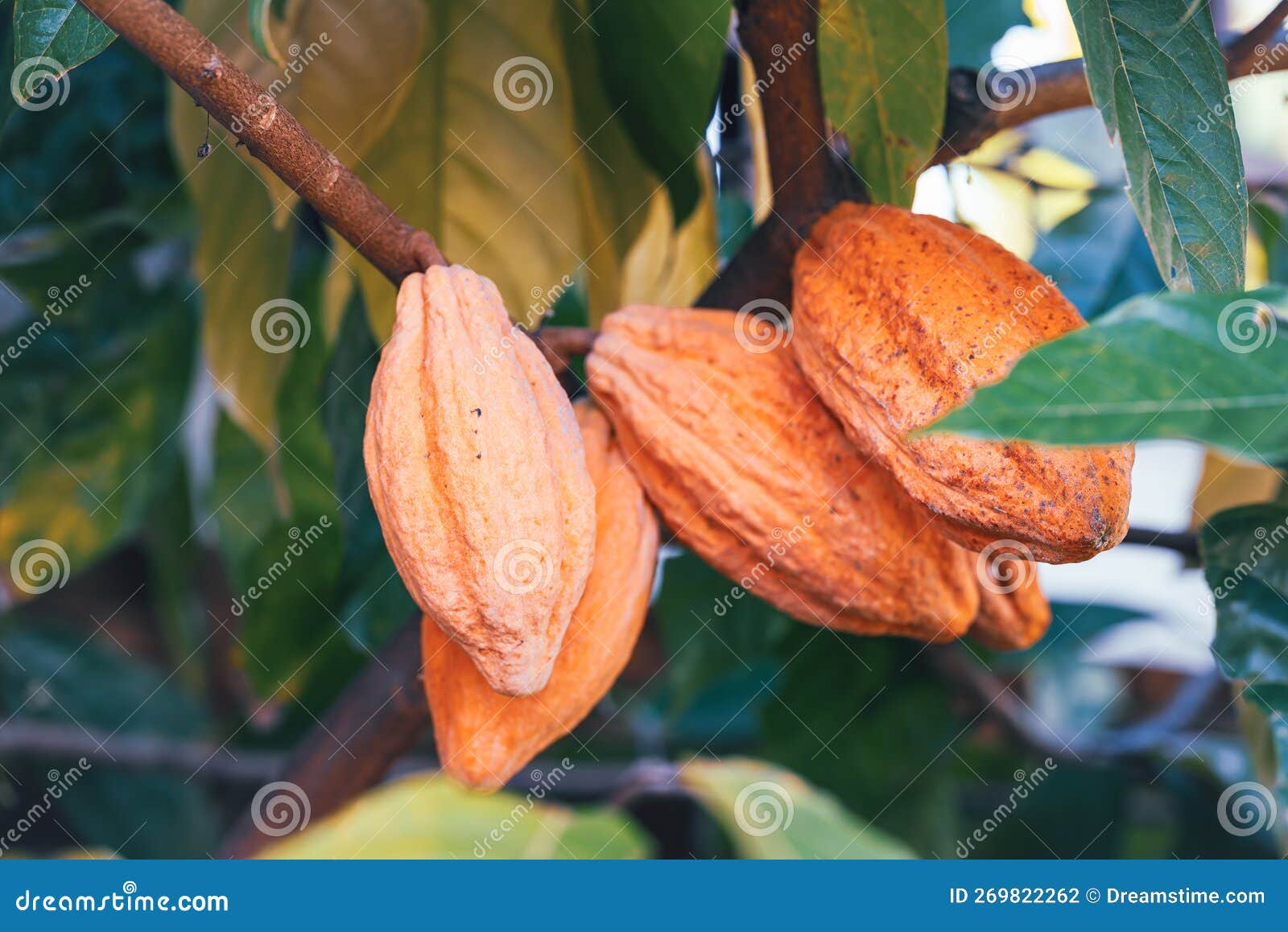 Ripe Cocoa Pods on Tree Growth in Garden Stock Photo - Image of fruit ...