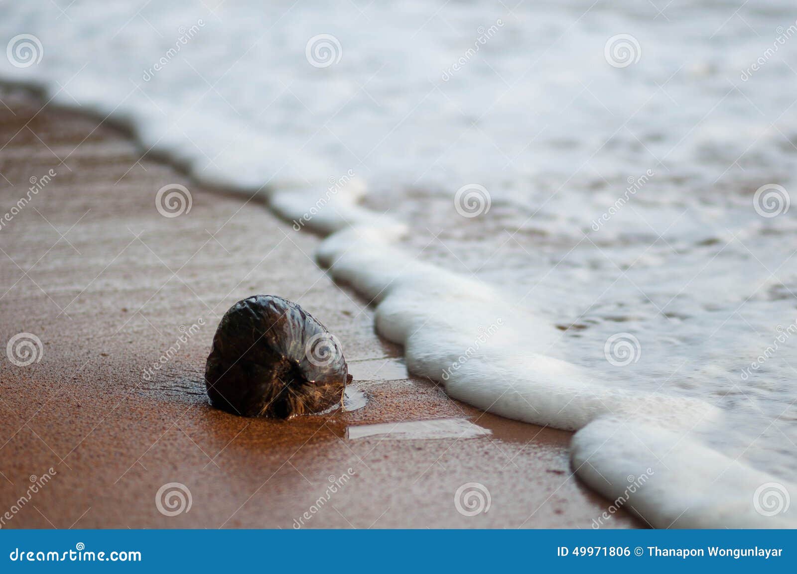 Ripe coconut on the shore stock photo. Image of beach - 49971806