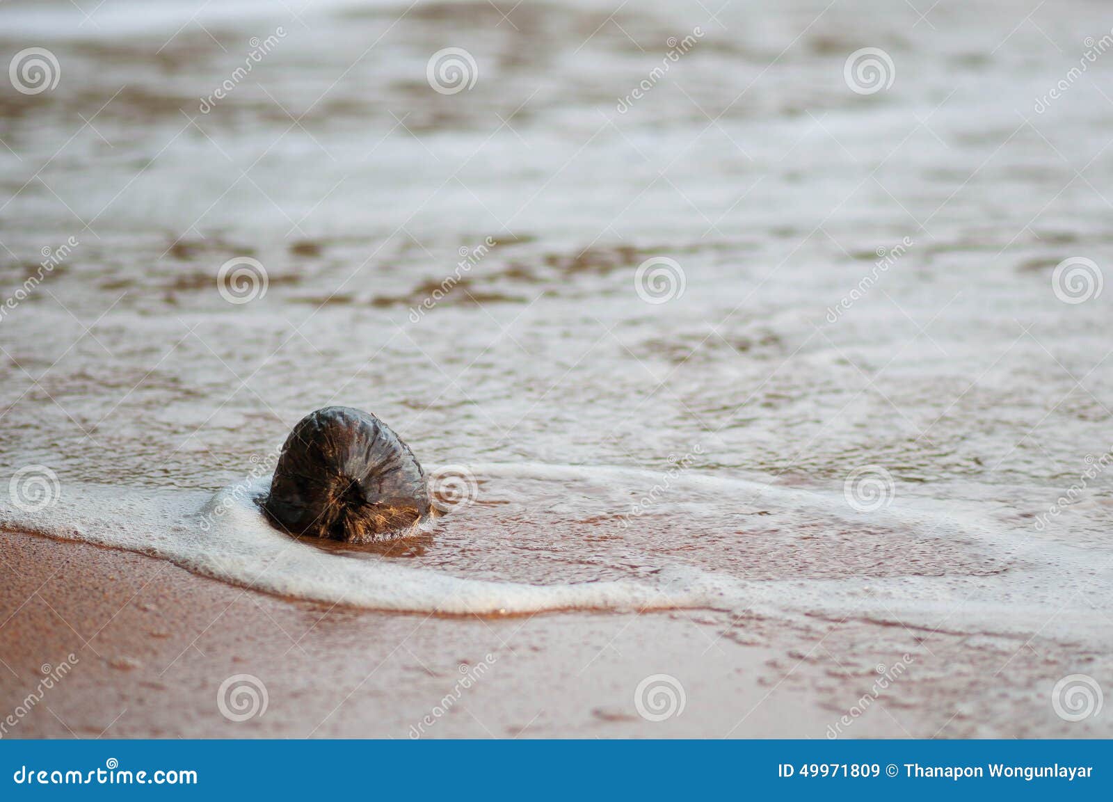 Ripe coconut on the shore stock image. Image of light - 49971809