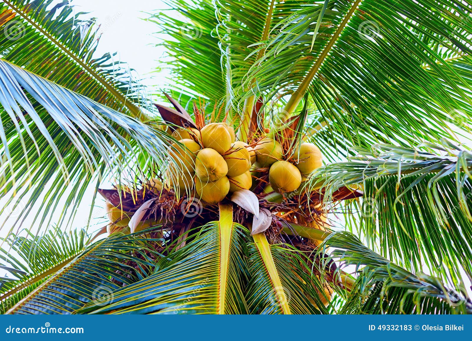Ripe Coconuts Hanging on Palm Tree in Tropical Garden Stock Image ... Ripe Coconuts Hanging on Palm Tree in Tropical Garden Stock Image ...