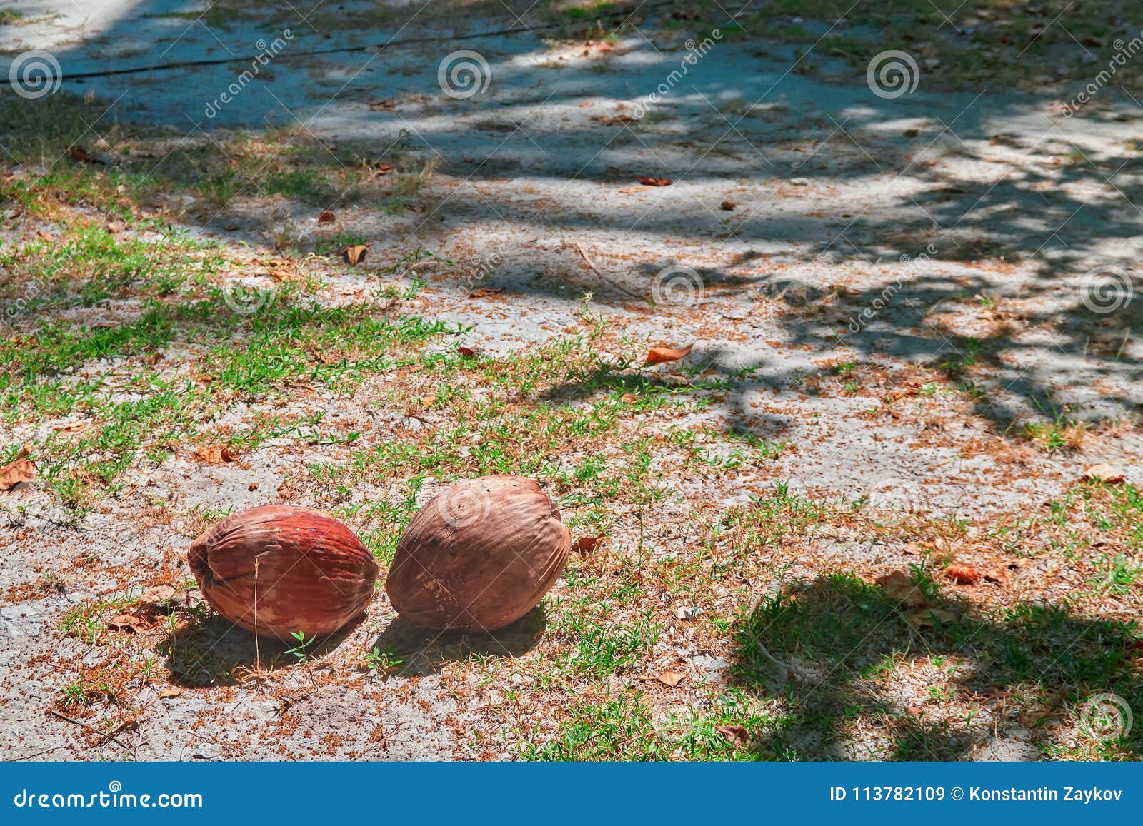 Ripe Coconuts Lie on the Ground Falling from a Palm Tree. Fallen ...