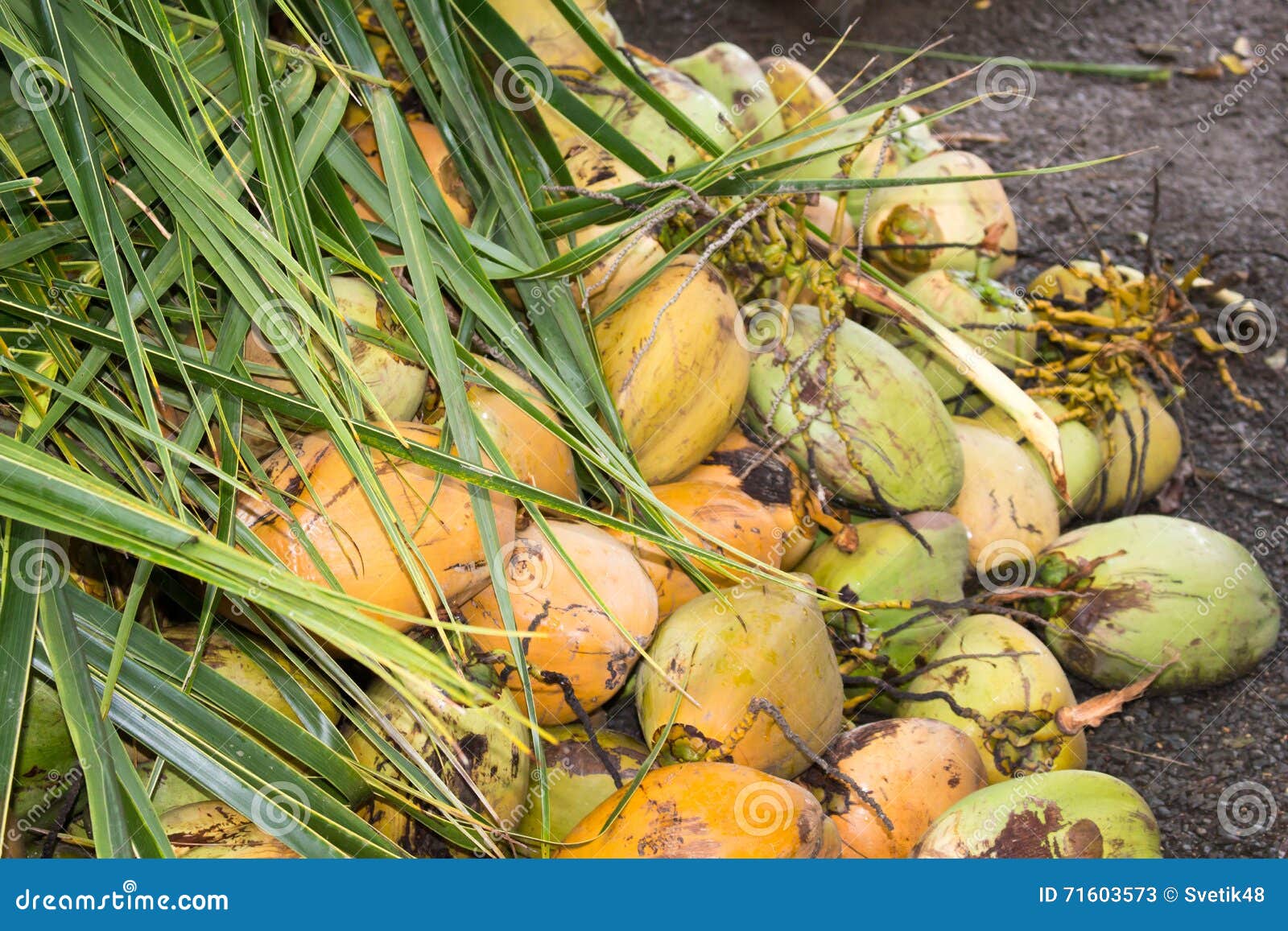 Ripe Coconuts and Palm Leaves Stock Image - Image of cleanse, fruit ...