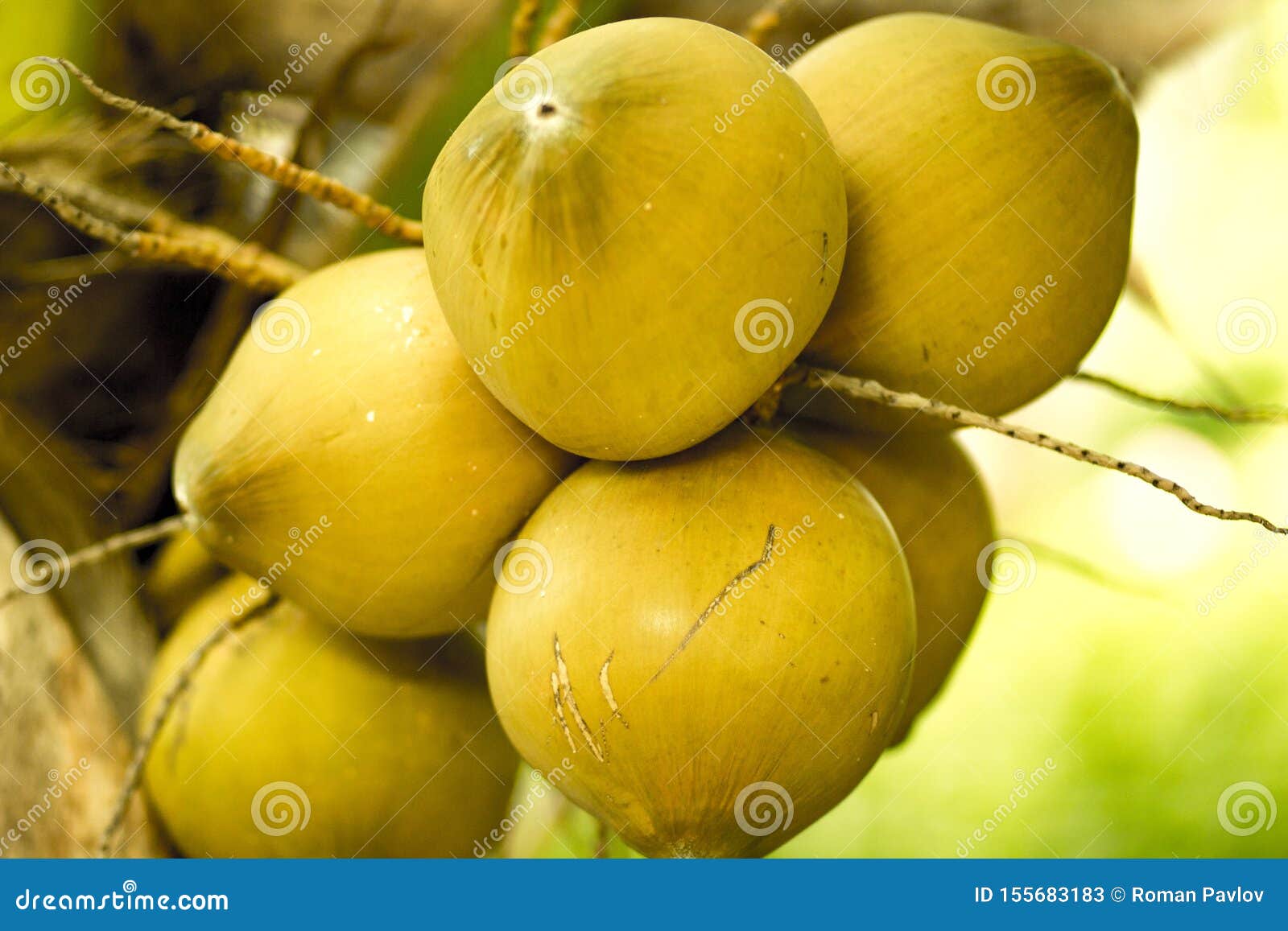 Ripe Coconuts on a Palm Tree Stock Image - Image of palm, lush: 155683183