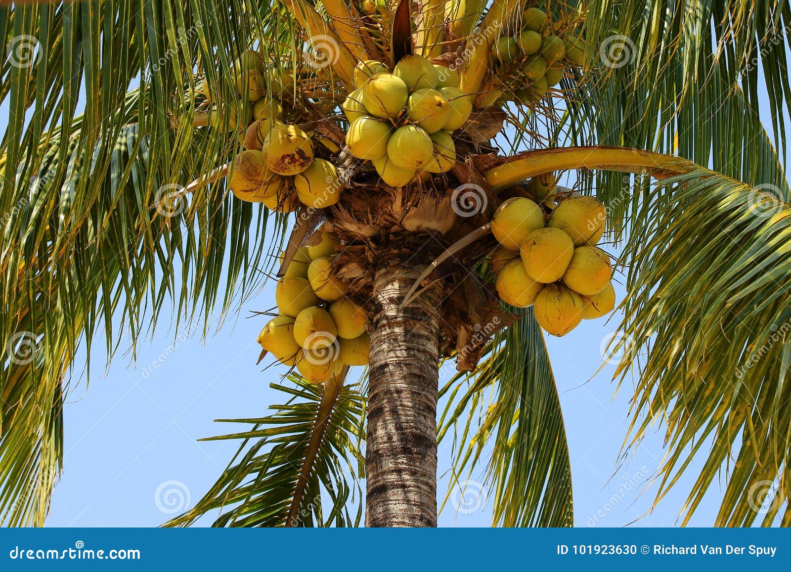 Ripe Coconuts in a Palm Tree Stock Photo - Image of island, coconuts ...
