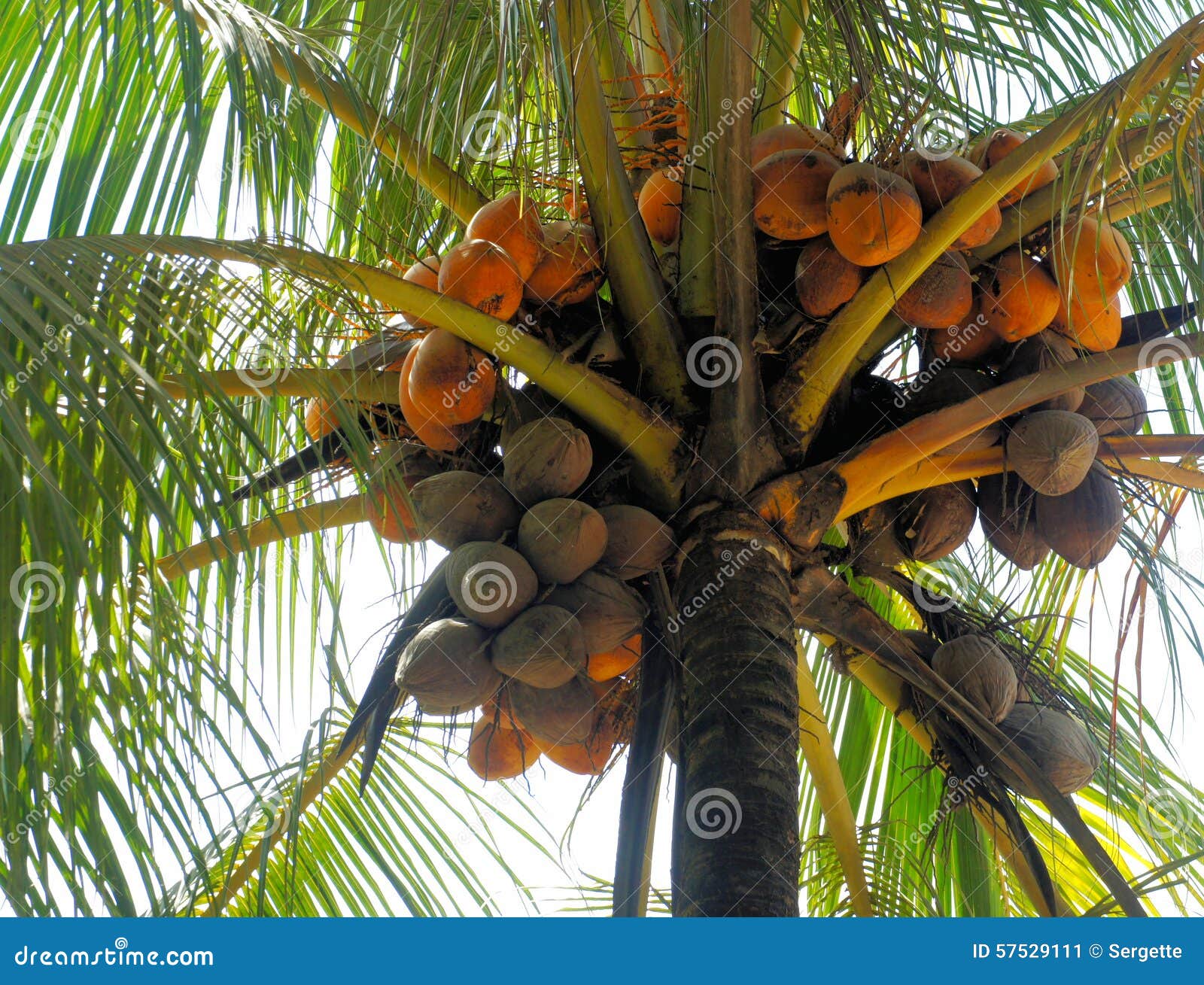 Ripe Coconuts on Top of the Tree. Stock Image - Image of beach, crop ...