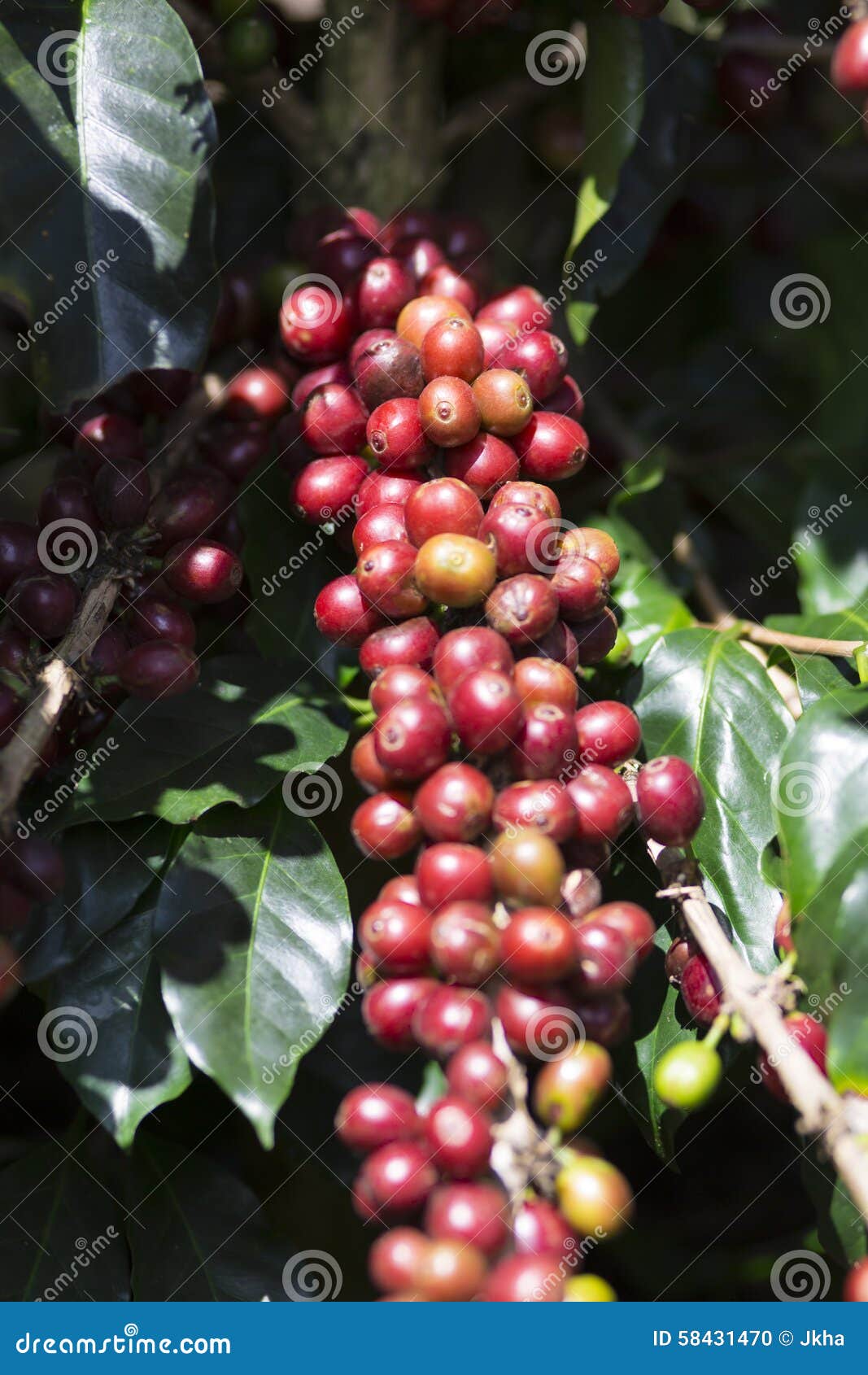 Ripe Coffee Bean Fruit stock photo. Image of cultivate - 58431470