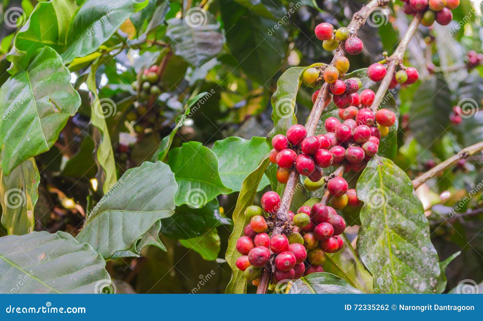 Ripe coffee bean stock photo. Image of caffeine, green - 72335262