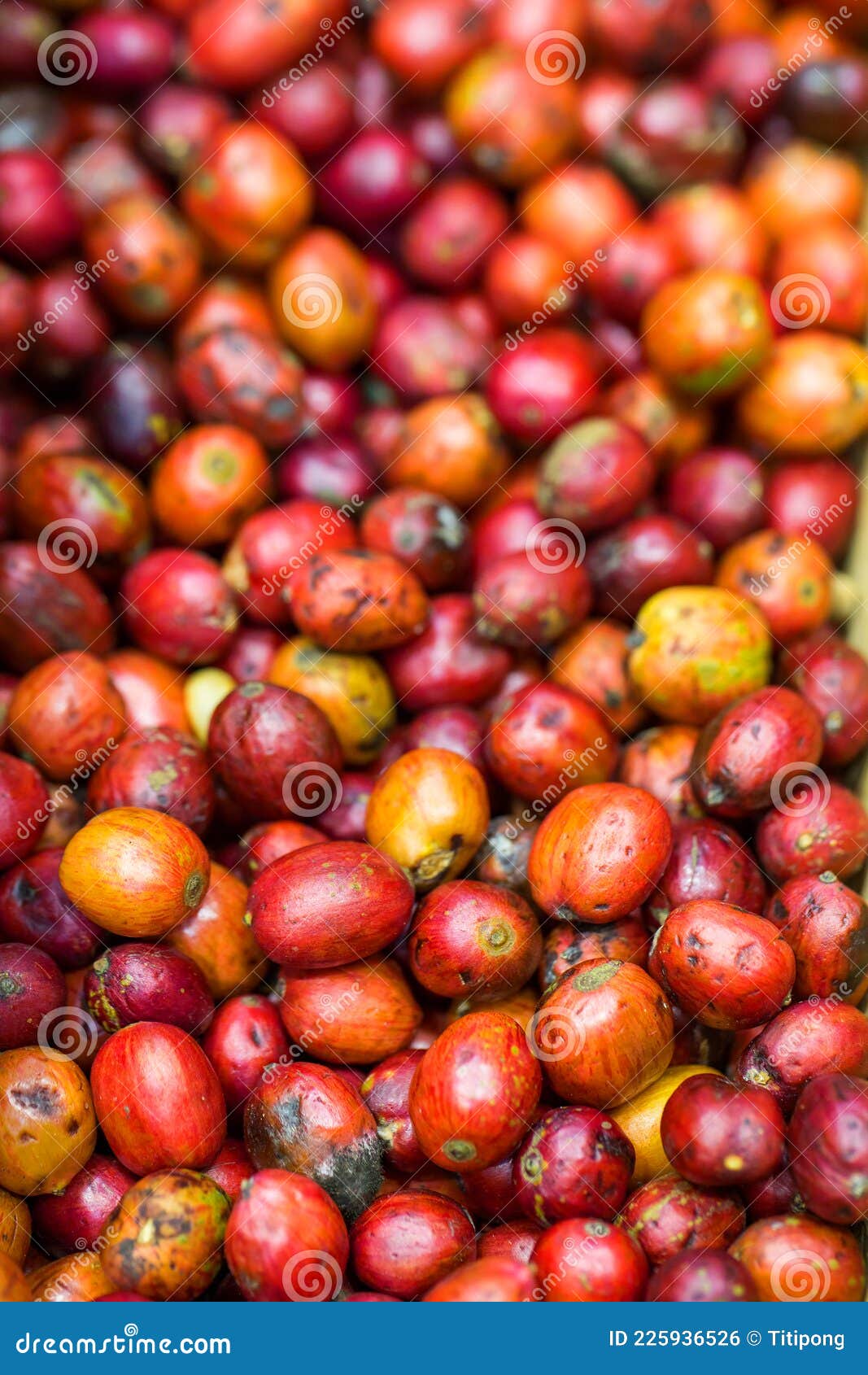 Ripe coffee beans stock photo. Image of cinnamon, espresso - 225936526