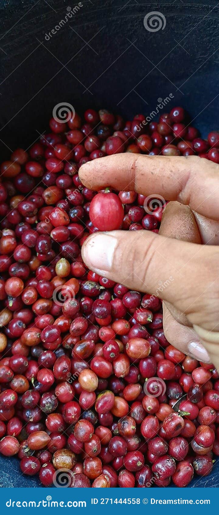 Ripe coffee beans. stock photo. Image of tree, dessert - 271444558