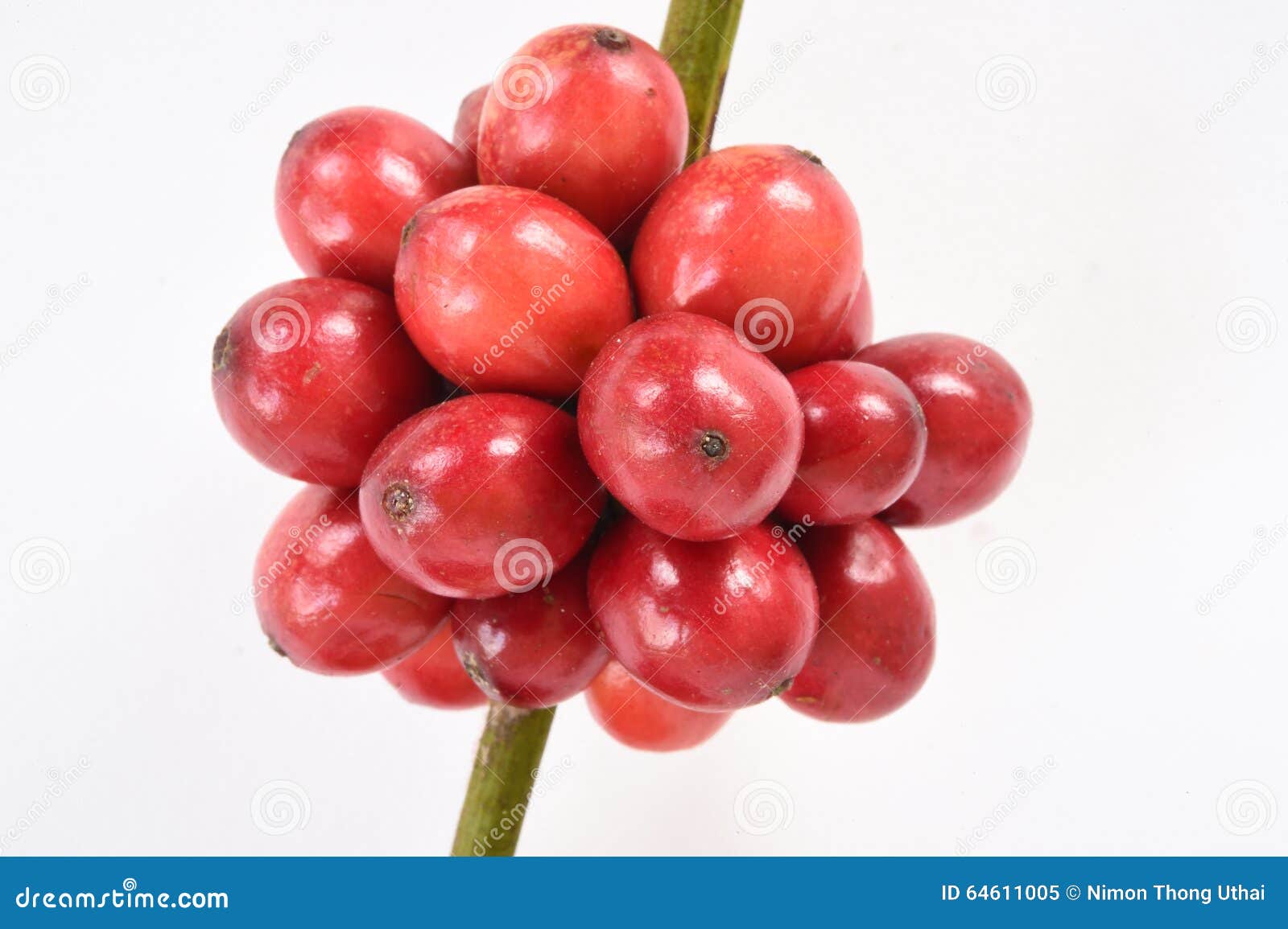 Ripe coffee beans stock image. Image of fresh, bean, jamaica - 64611005