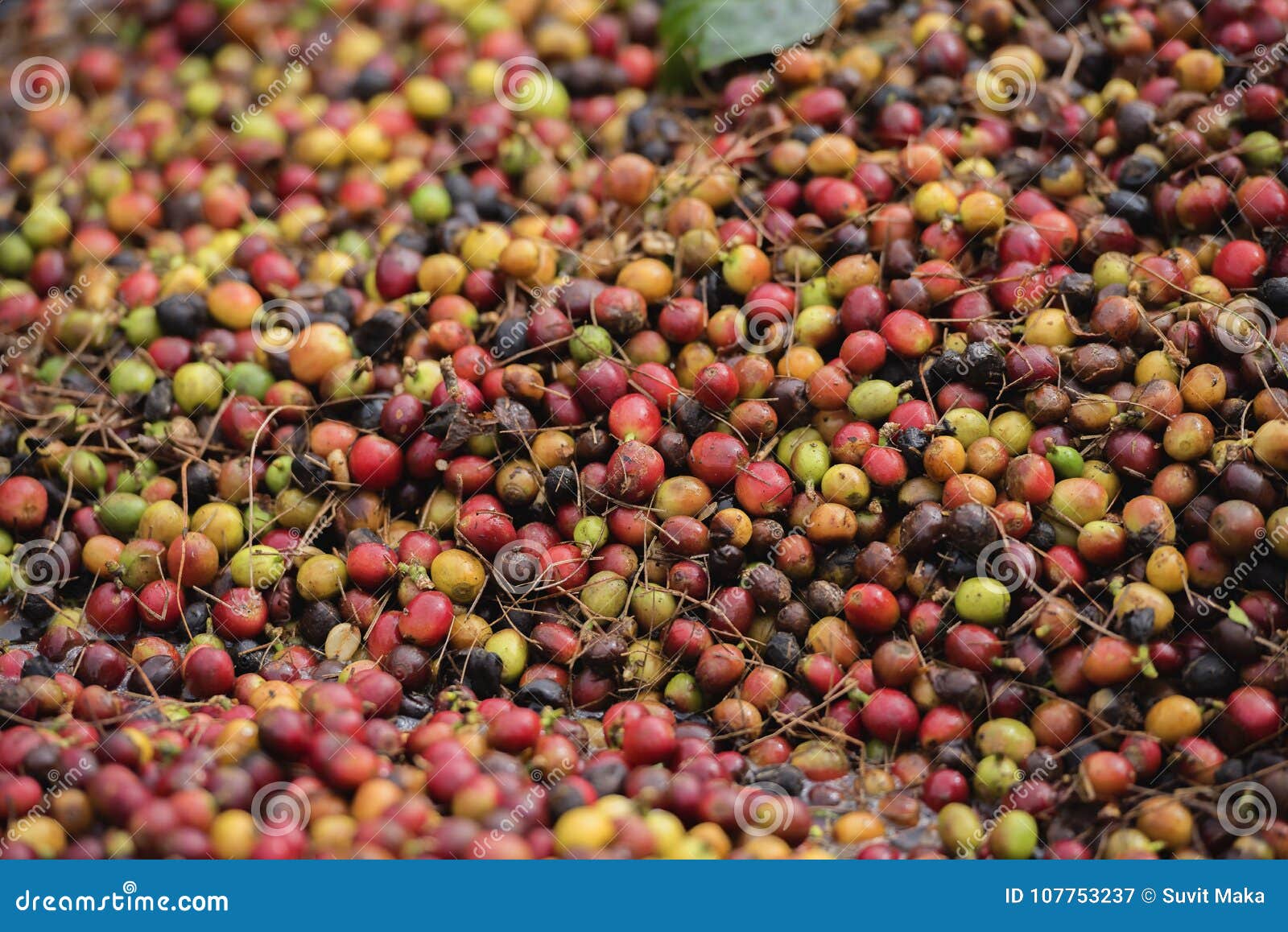 Ripe Coffee Beans Ready for Harvest on a Coffee Tree in Cafe Plantation ...