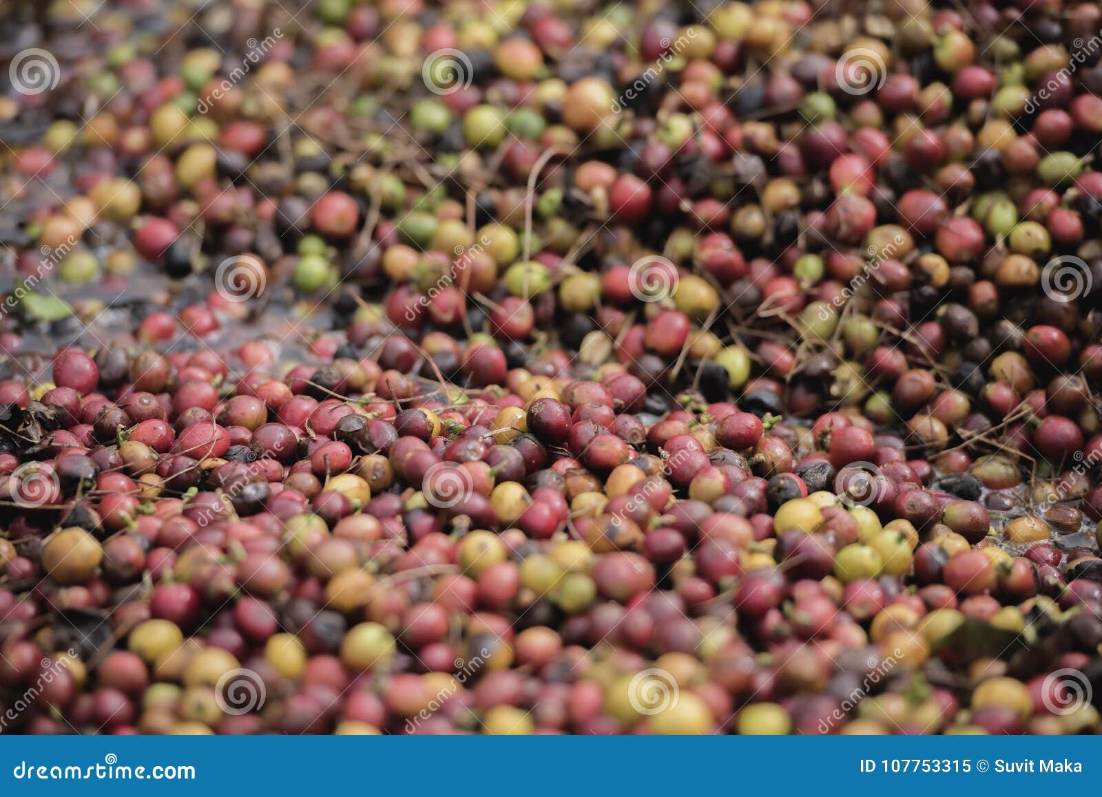 Ripe Coffee Beans Ready for Harvest on a Coffee Tree in Cafe Plantation ...