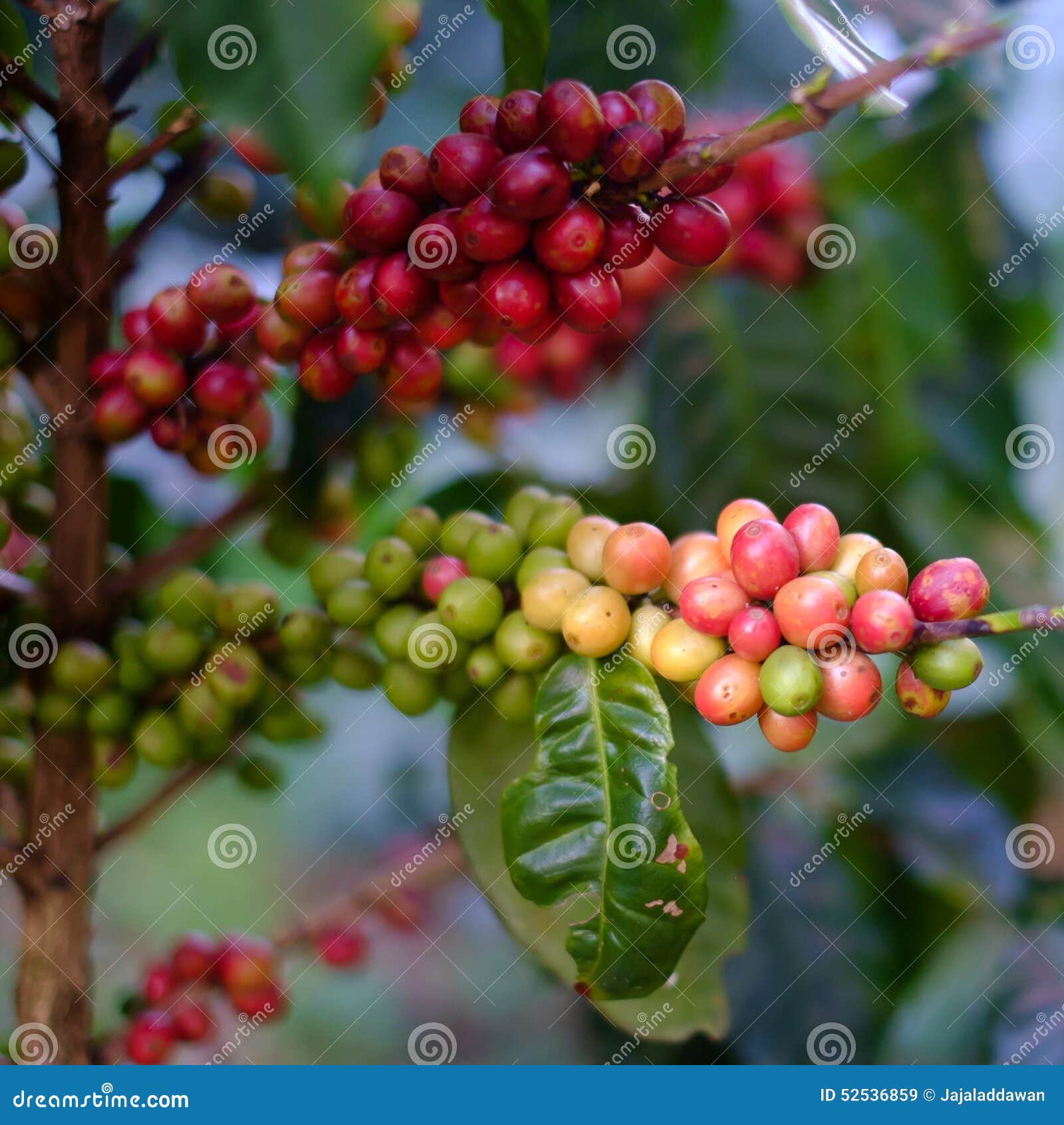 Ripe Coffee beans stock image. Image of asia, caffeine - 52536859