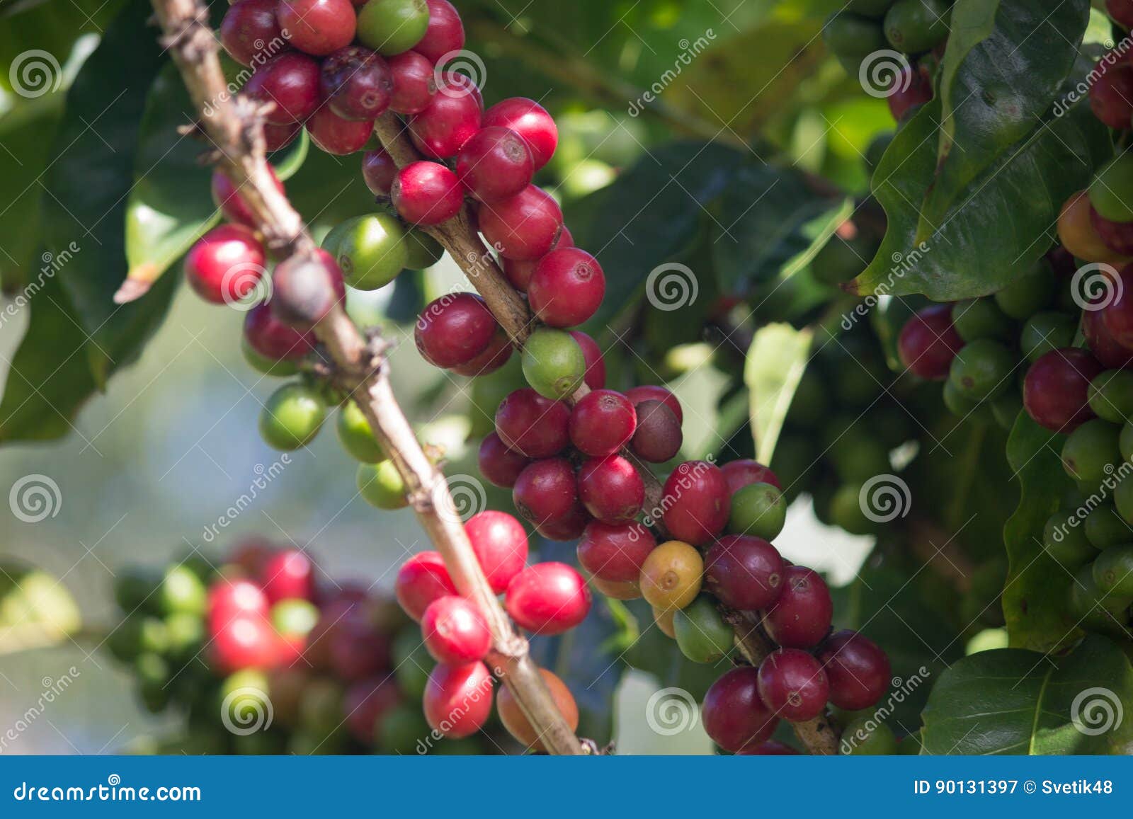 Ripe Coffee Berry stock image. Image of caffeine, aromatic - 90131397