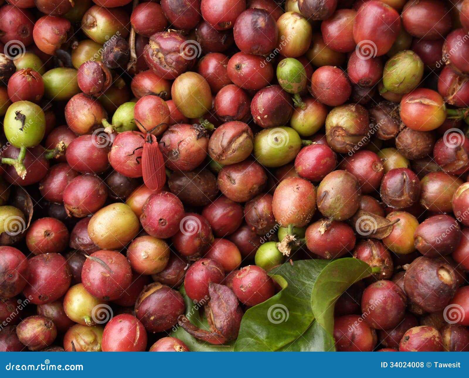 Ripe coffee fruit stock photo. Image of brown, bean, cultivate - 34024008