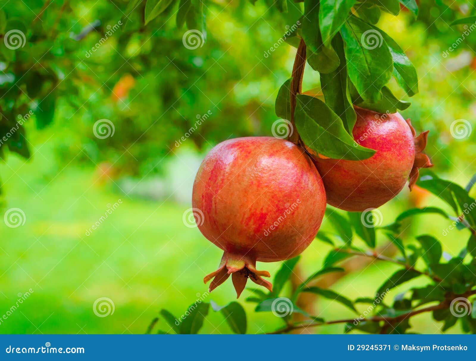 Ripe Colorful Pomegranate Fruit on Tree Branch Stock Image - Image of ...