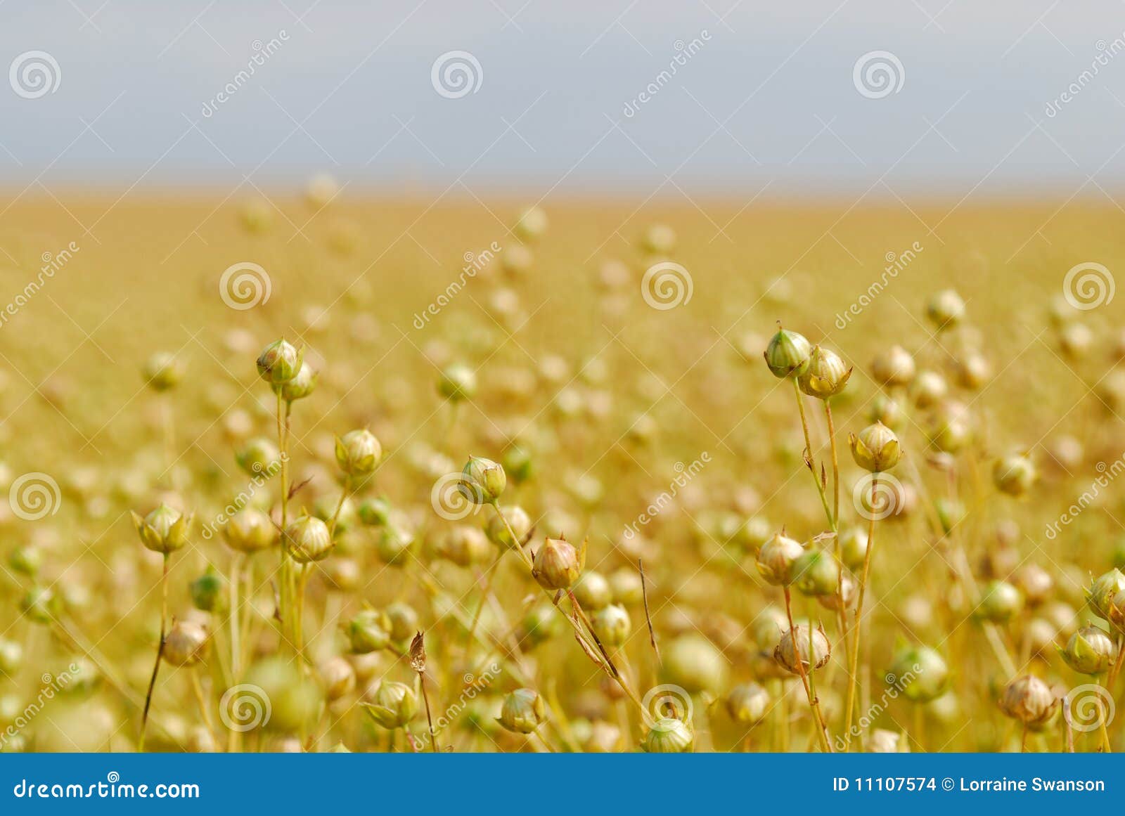 Ripe Commercial Flax Crop stock photo. Image of agriculture - 11107574