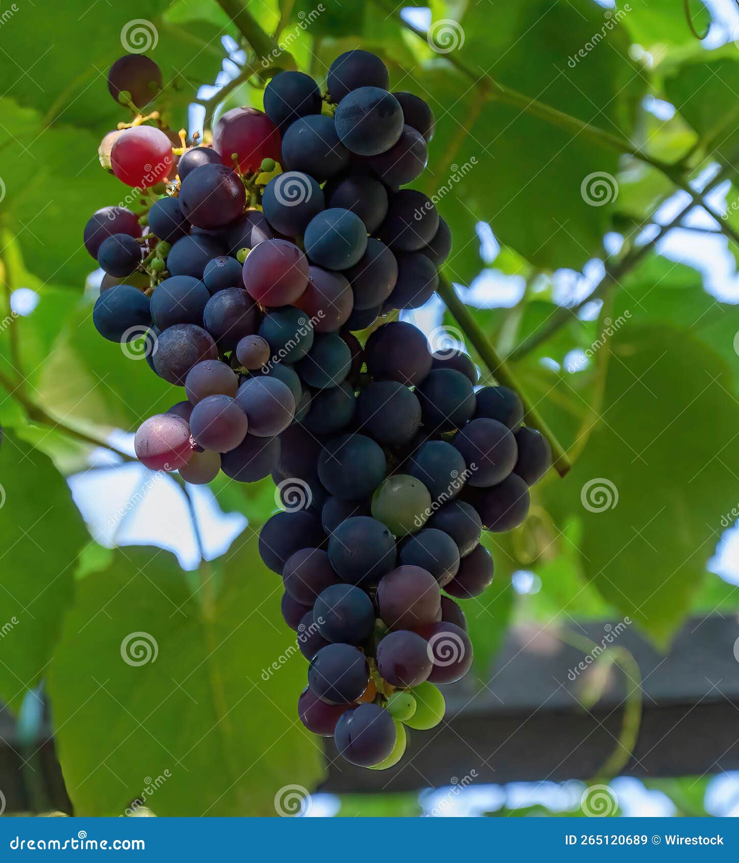 Ripe Common Grape Vine on the Bush Stock Image - Image of fruit, fresh ...