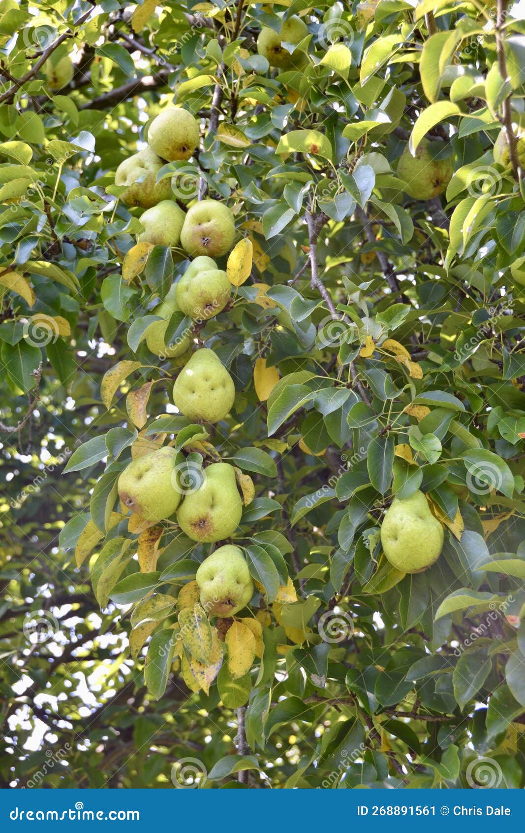 Ripe Common Pear (Pyrus Communis) Growing on Tree Stock Image - Image ...