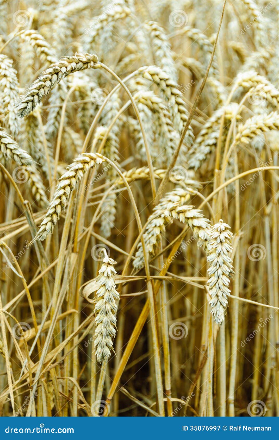 Ripe Common wheat stock image. Image of winter, bread - 35076997