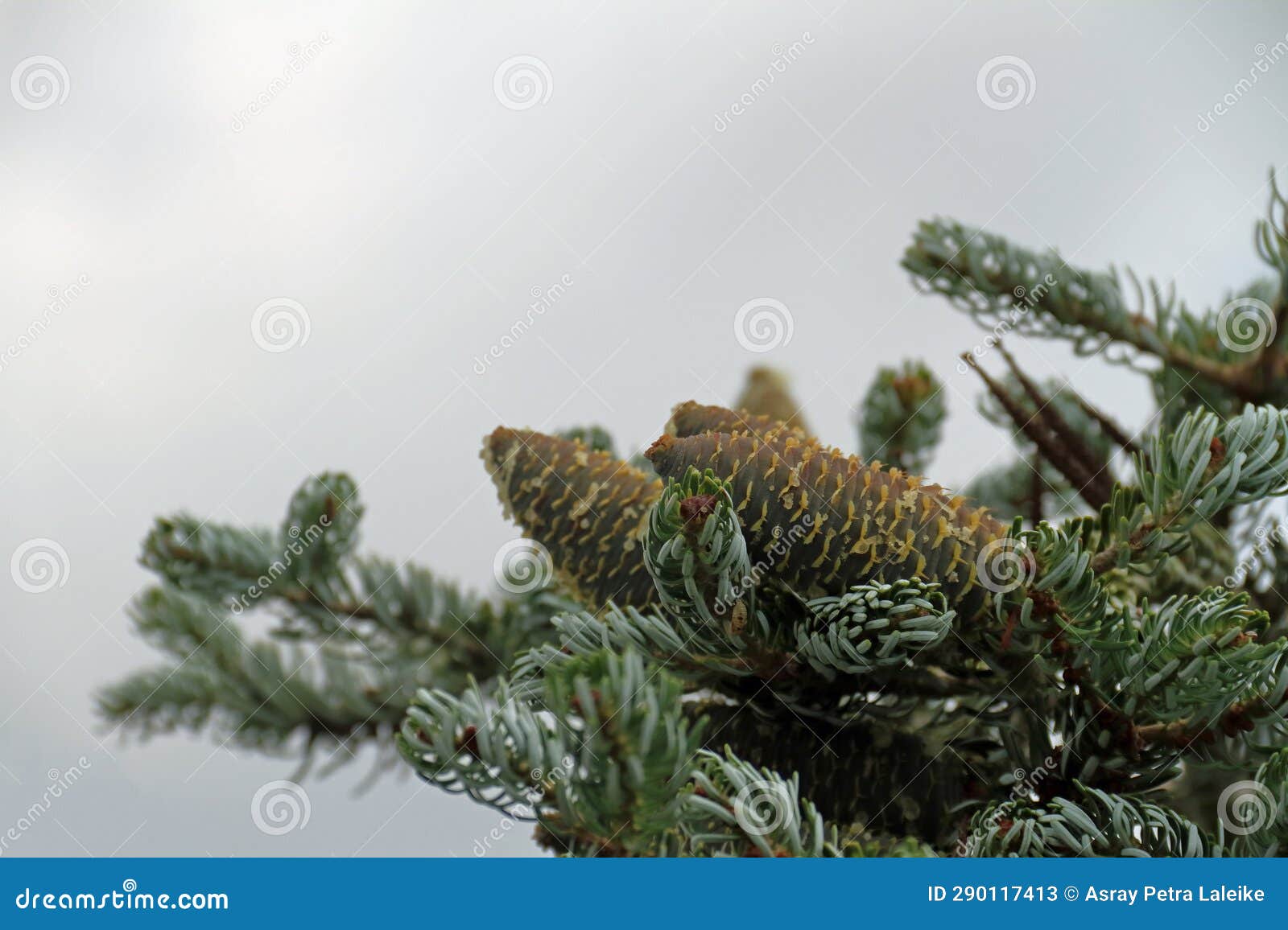 An almost Ripe Cone of a Conifer with Drops of Resin Stock Image ...