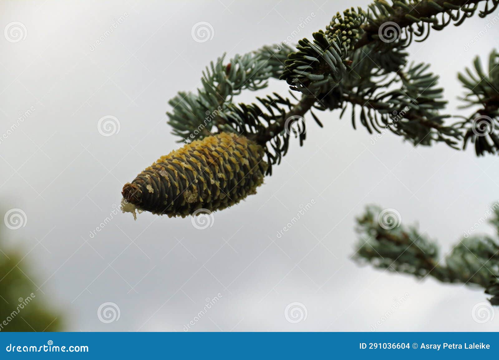 An almost Ripe Cone of a Conifer with Drops of Resin Stock Photo ...