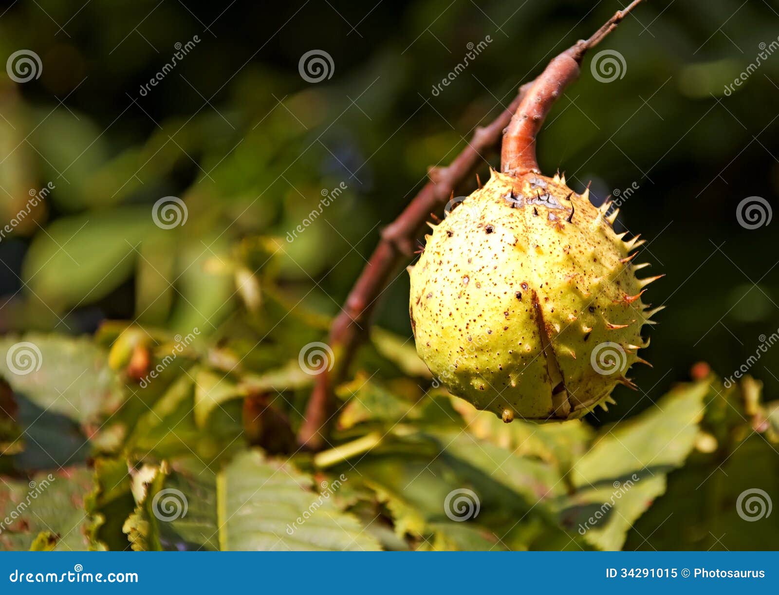 Ripe conker stock image. Image of castanea, chestnuts - 34291015