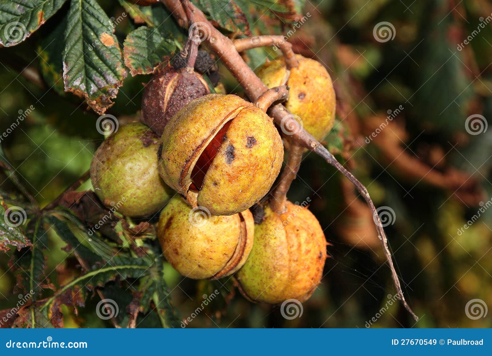 Ripe Conkers. stock image. Image of tree, game, chestnut - 27670549