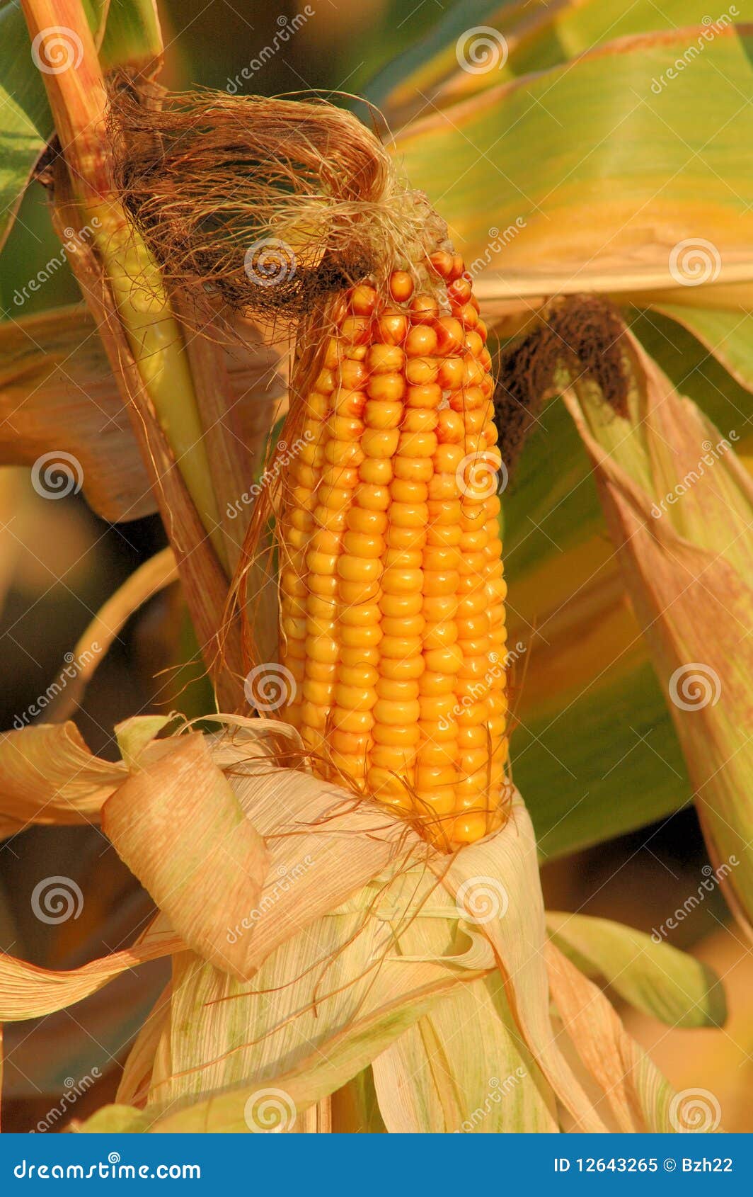 Ripe corn stock image. Image of farm, farming, feed, crop - 12643265