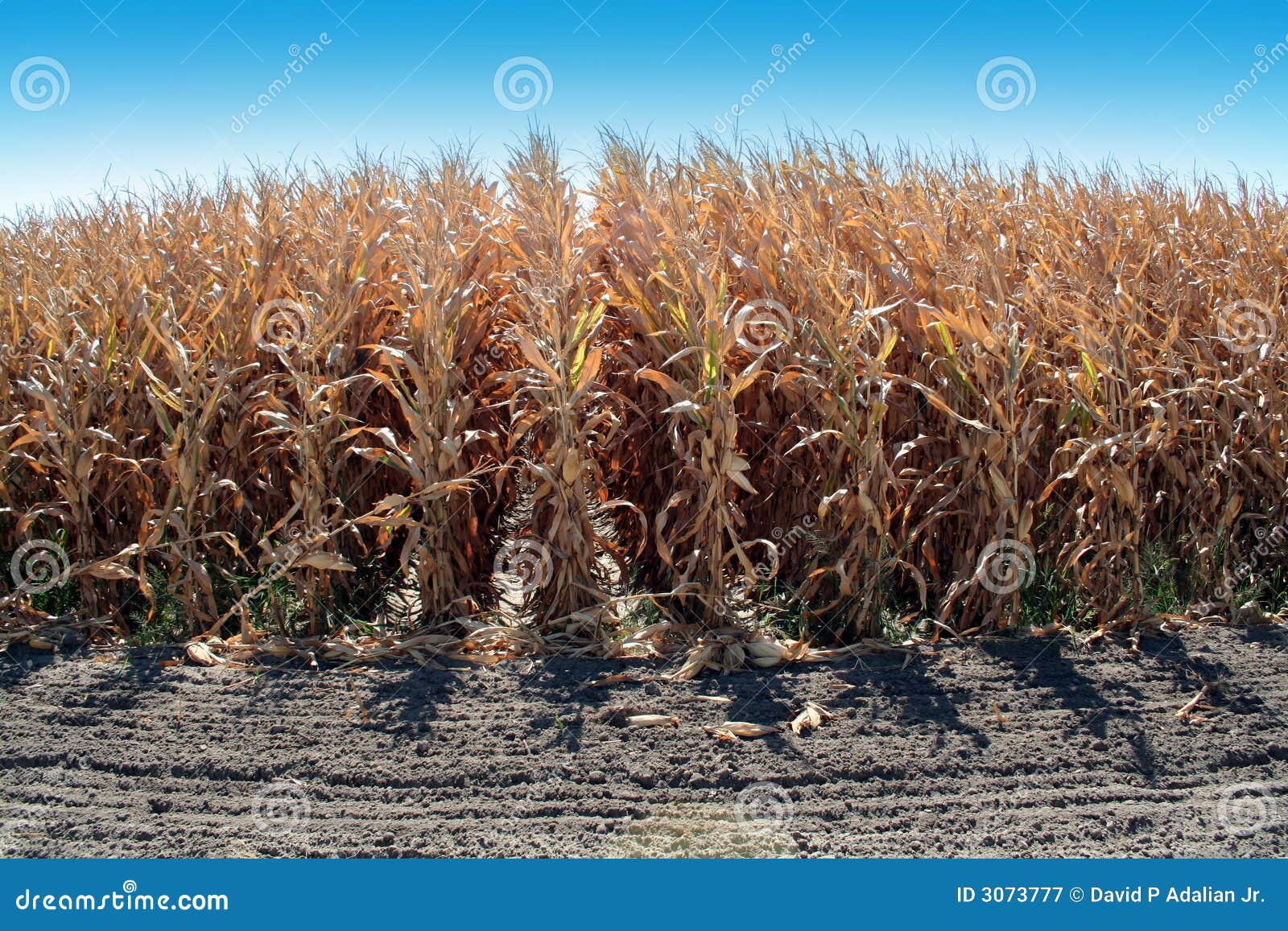 Ripe Corn stock image. Image of agriculture, fodder, yield - 3073777