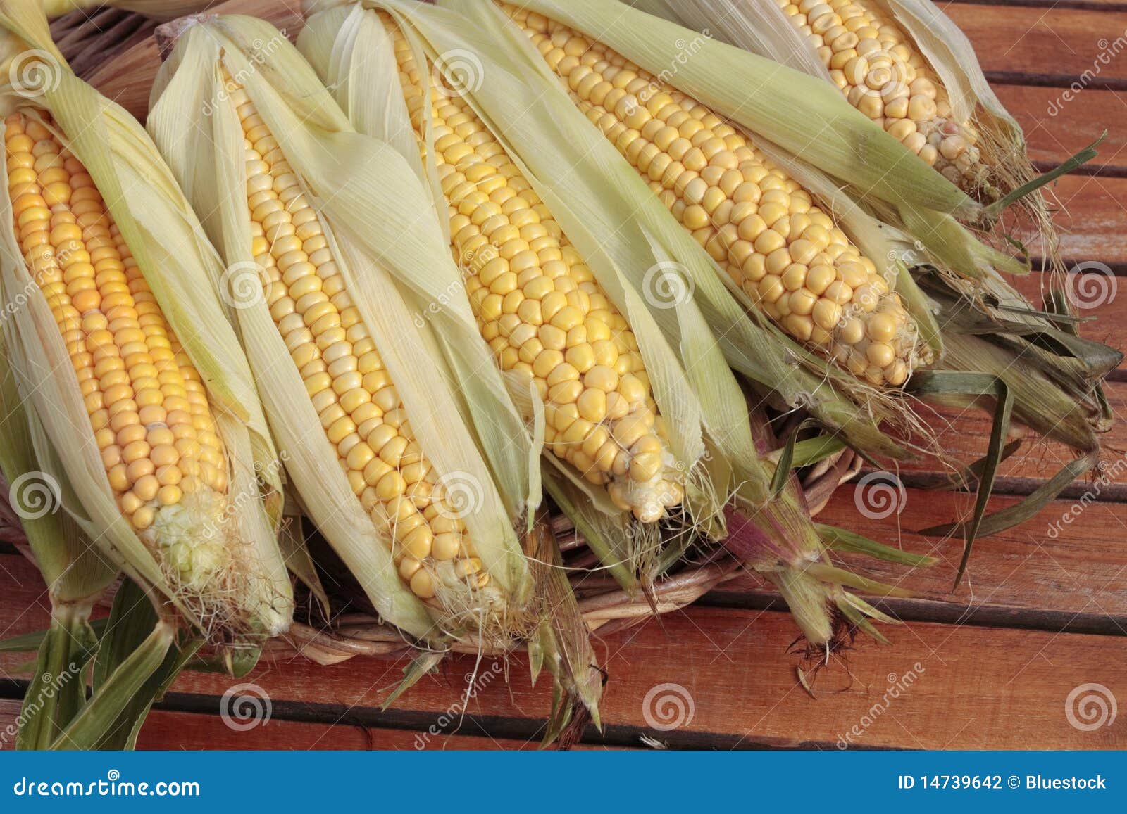 Ripe corn close up stock photo. Image of autumn, summer - 14739642