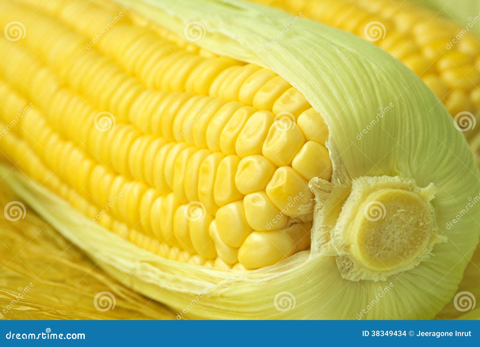 Ripe corn stock photo. Image of crop, grow, forage, grain - 38349434